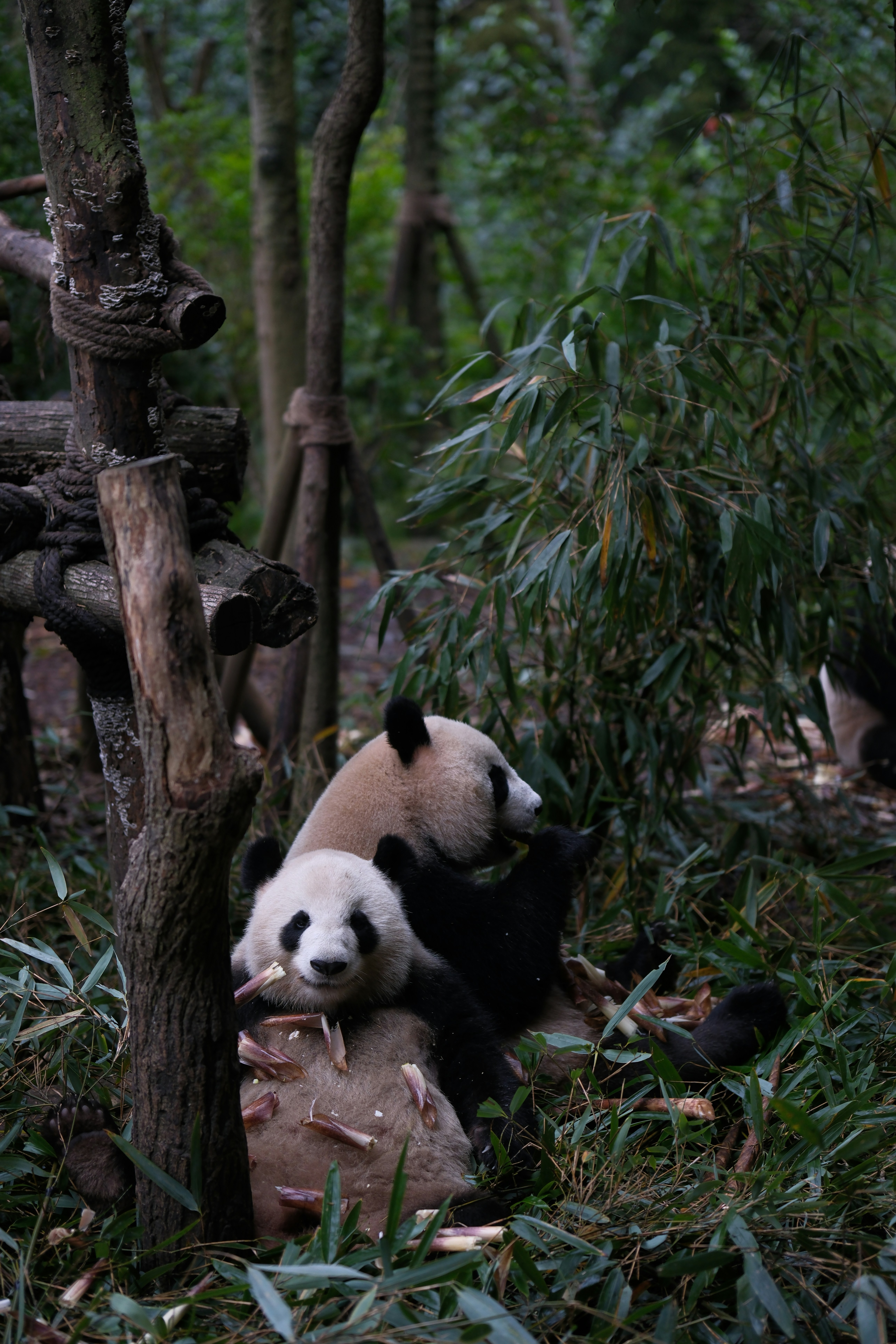 Bamboo’s Quiet Corner: Panda Mother and Cub at Rest