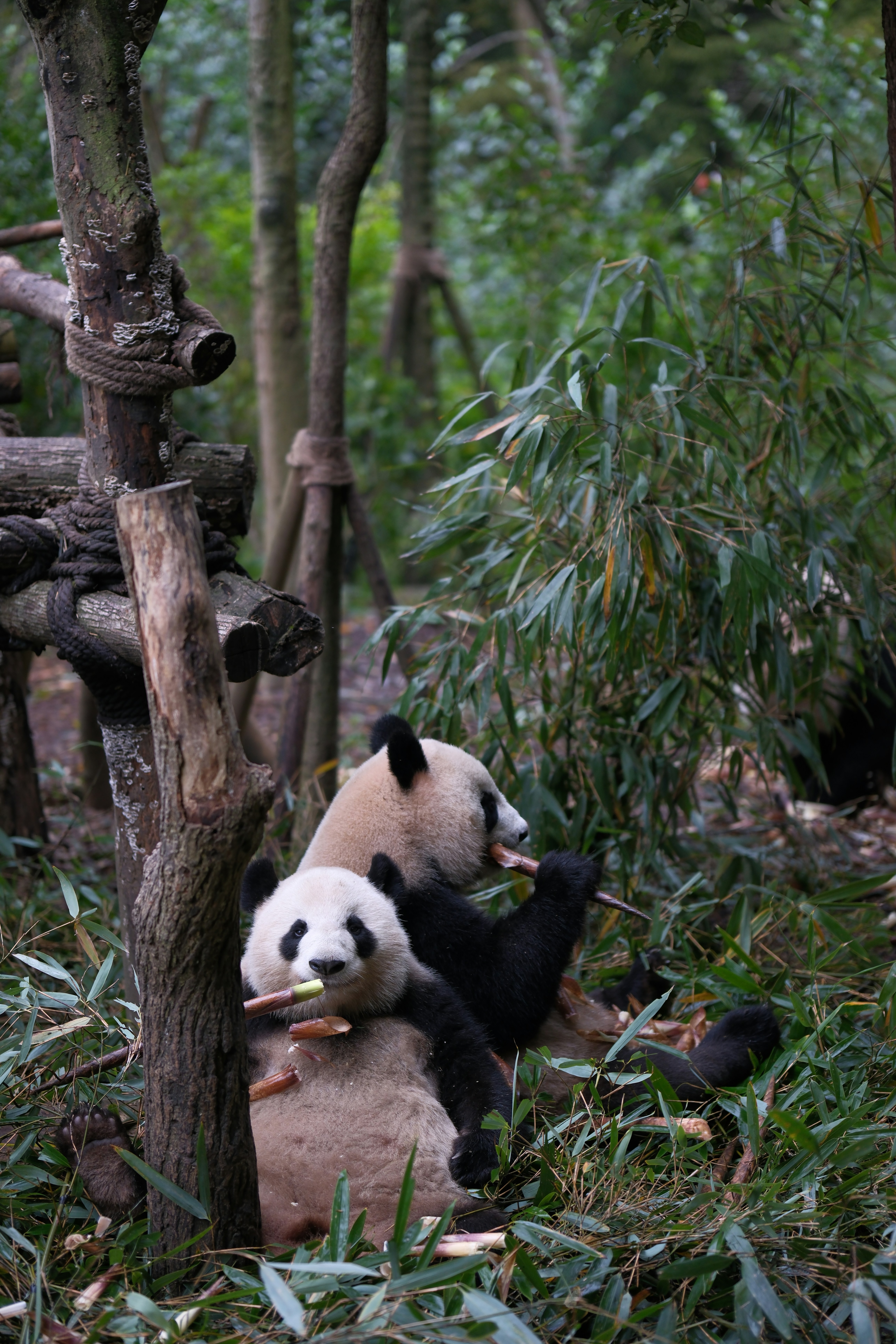 A couple of panda bears sitting on top of a lush green forest