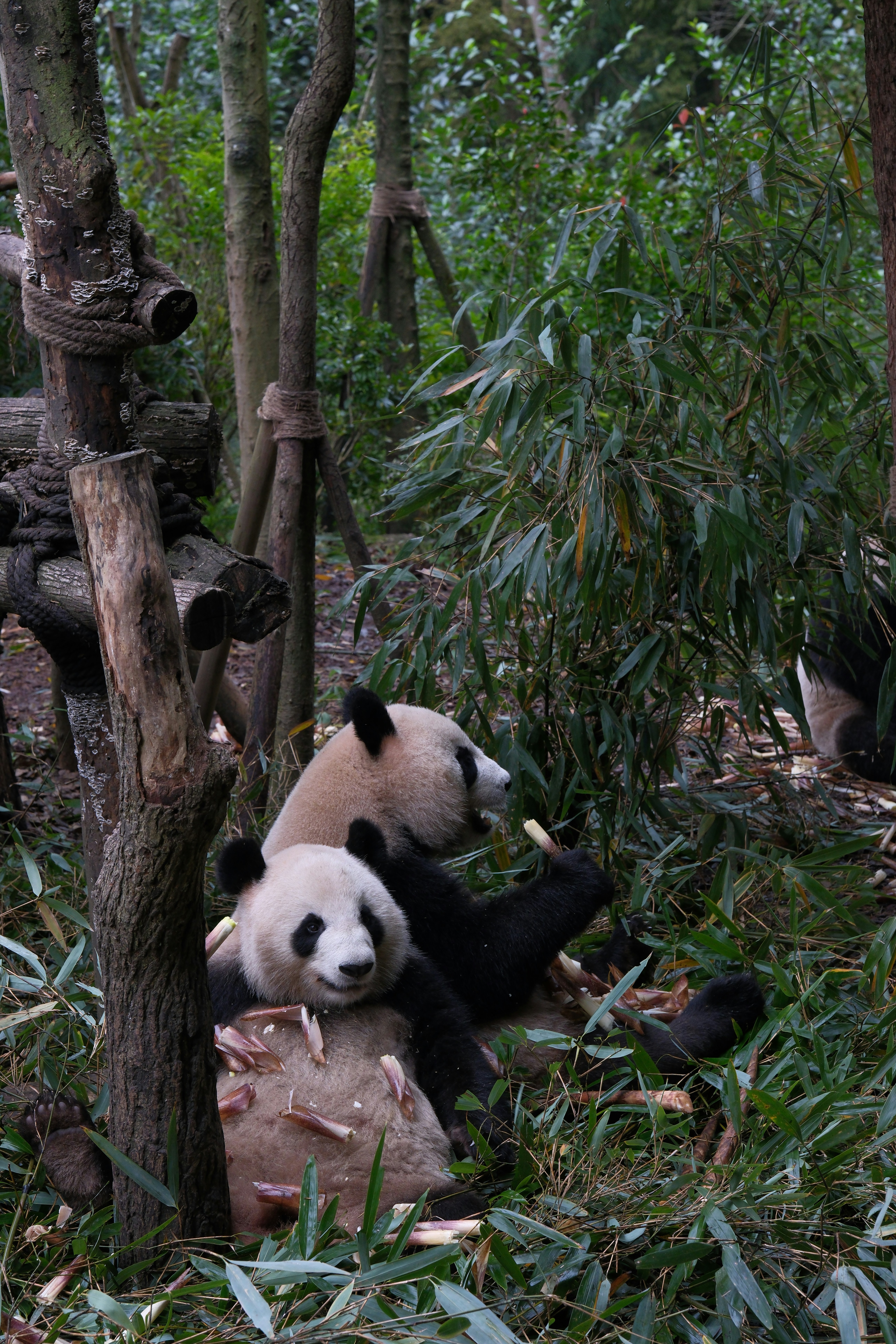 Bamboo Break: Two Giant Pandas Relax and Snack in a Rustic Enclosure