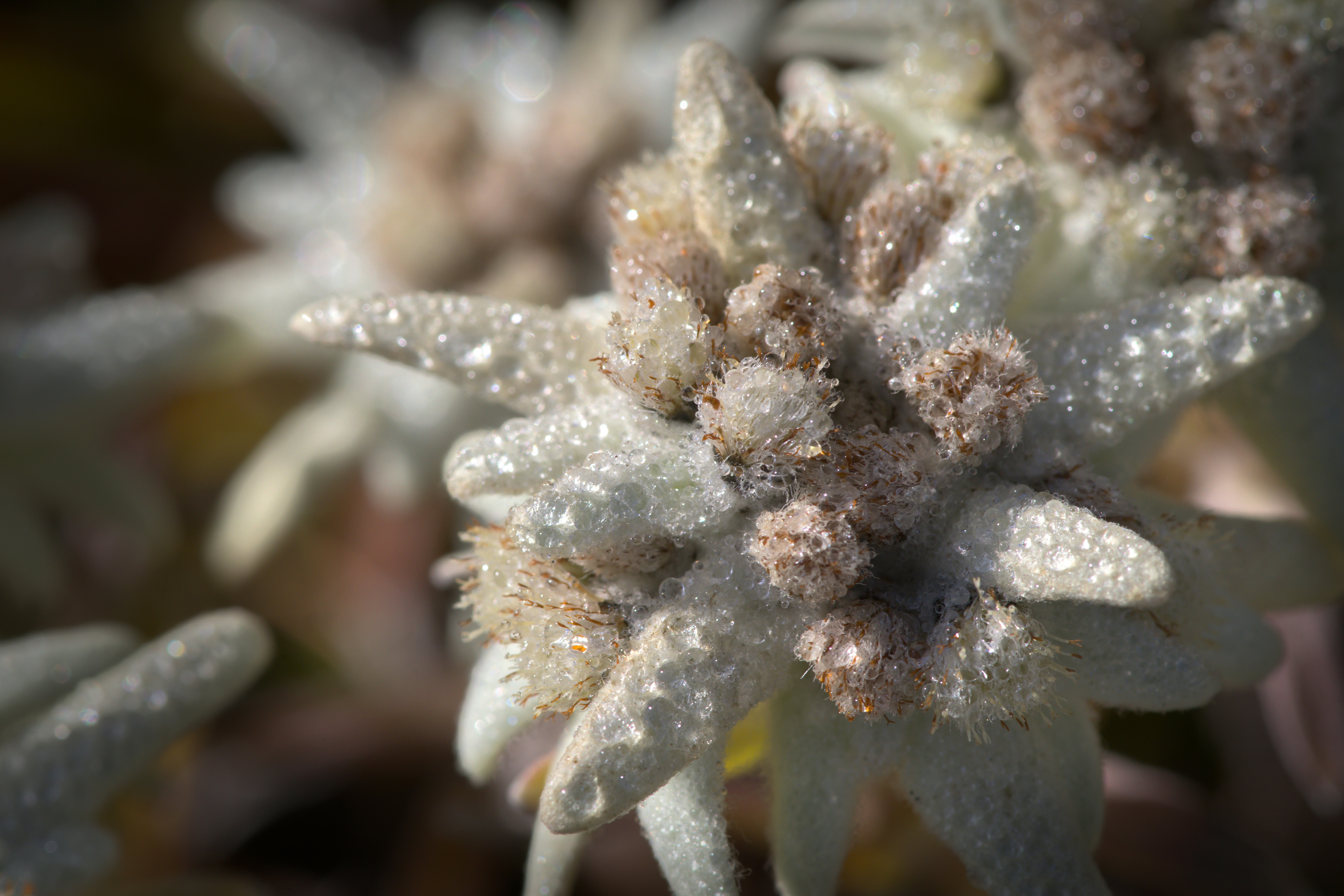 Edelweiss Pictures | Download Free Images on Unsplash