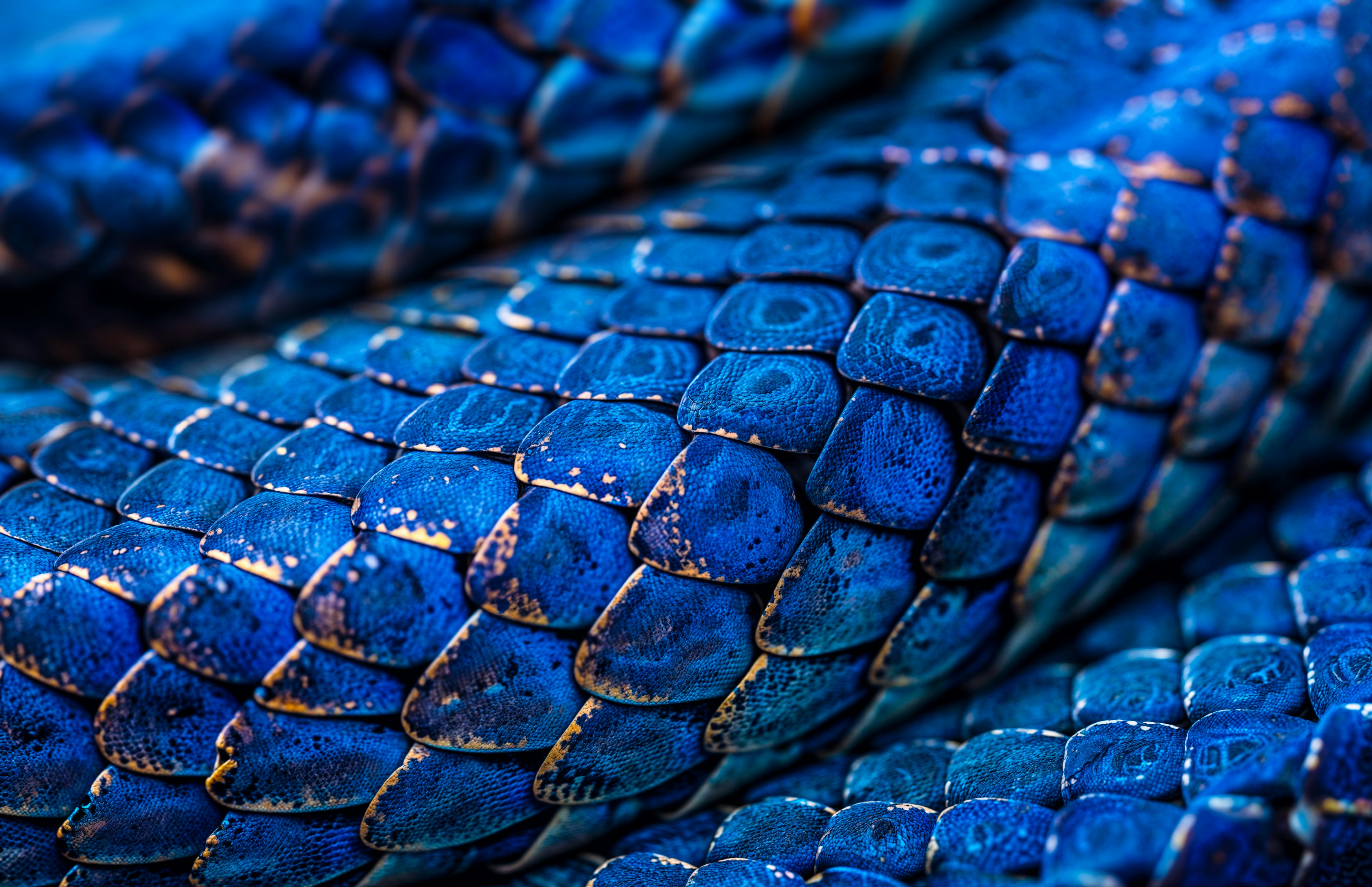 A close up of a blue snake skin photo – Free Blue Image on Unsplash