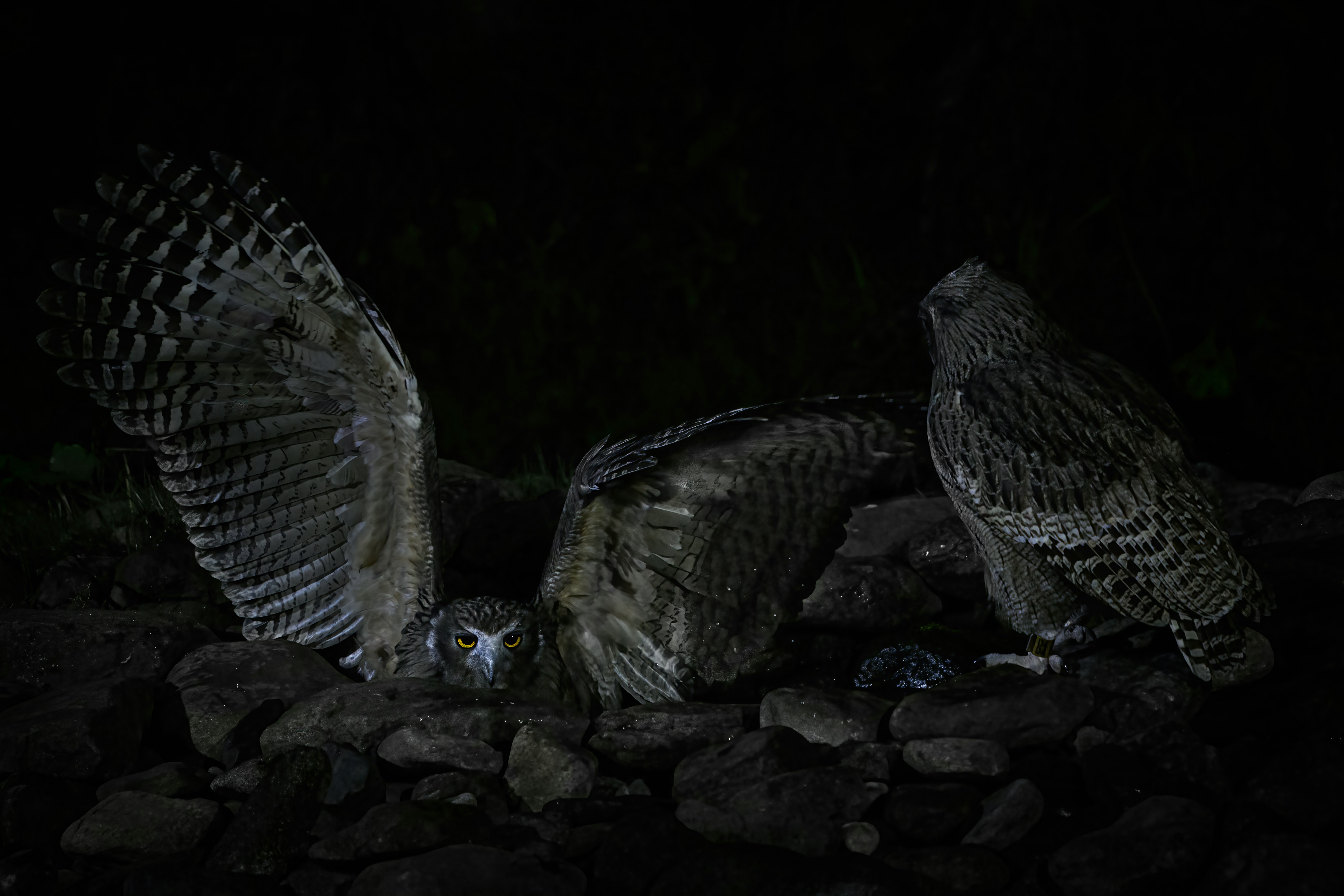 Nocturnal Hunters on the Prowl