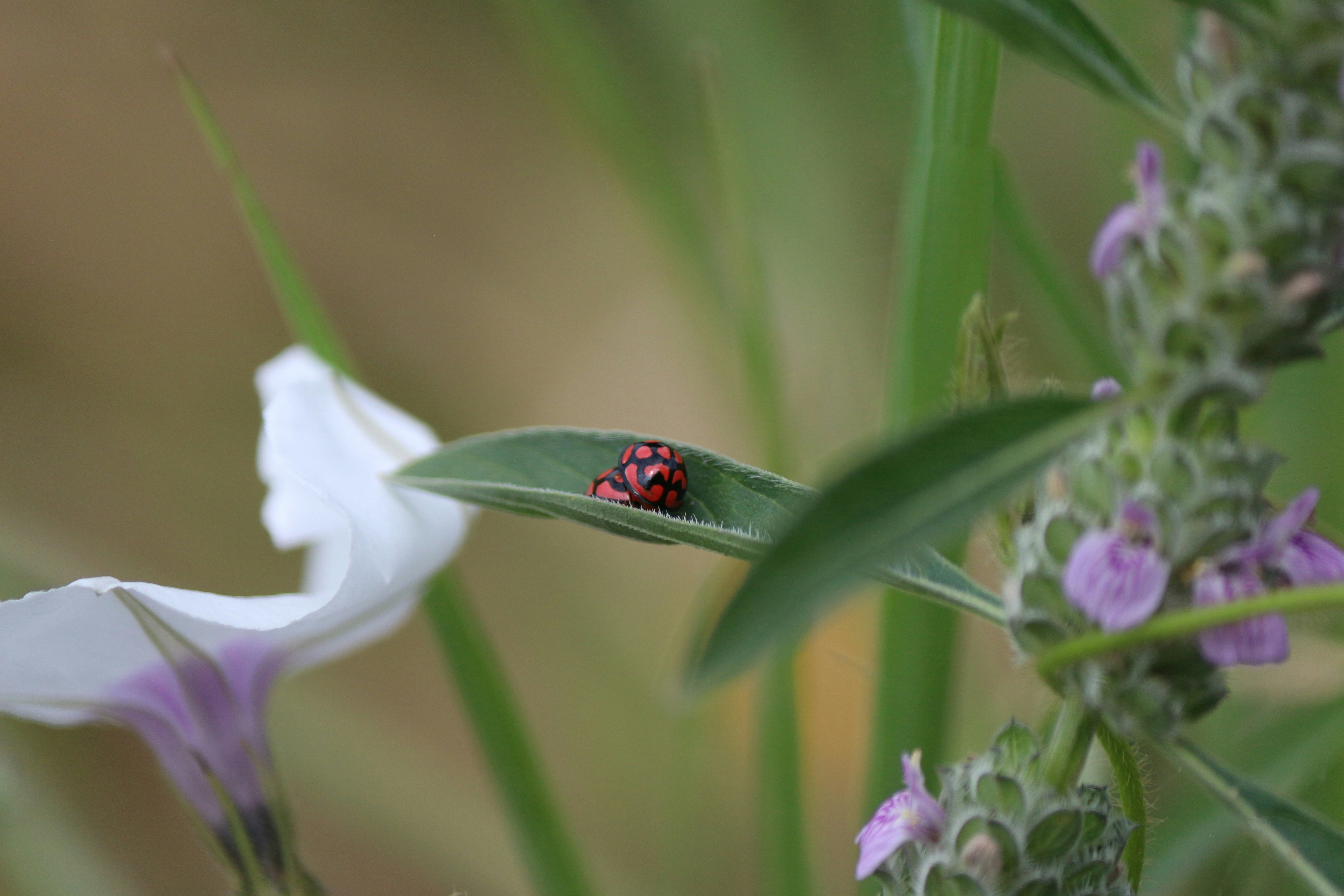 Red Beetle on a Narrow Leaf Amid Purple Blooms