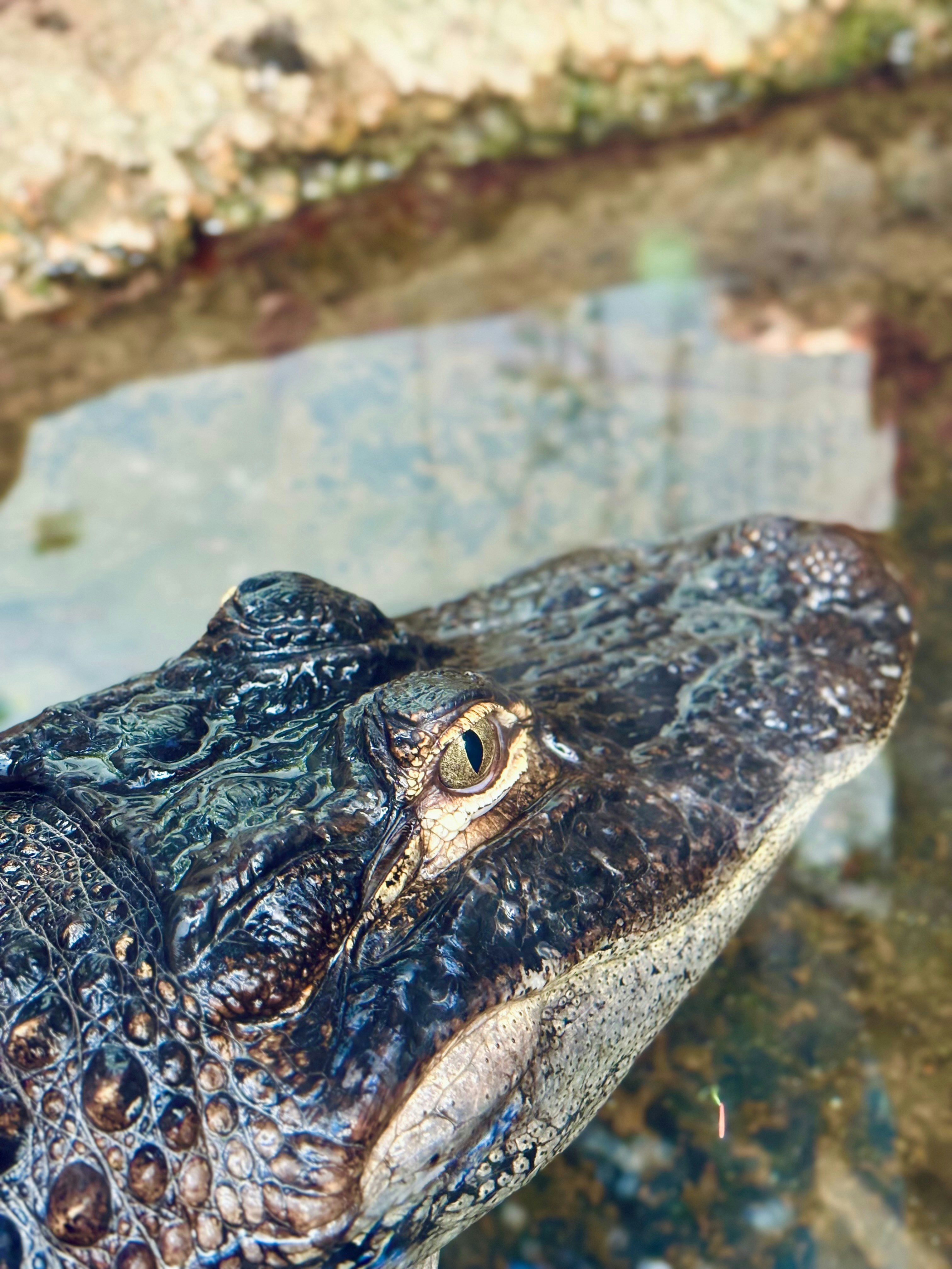 Crocodile Gaze: Textured Armor and Quiet Waters
