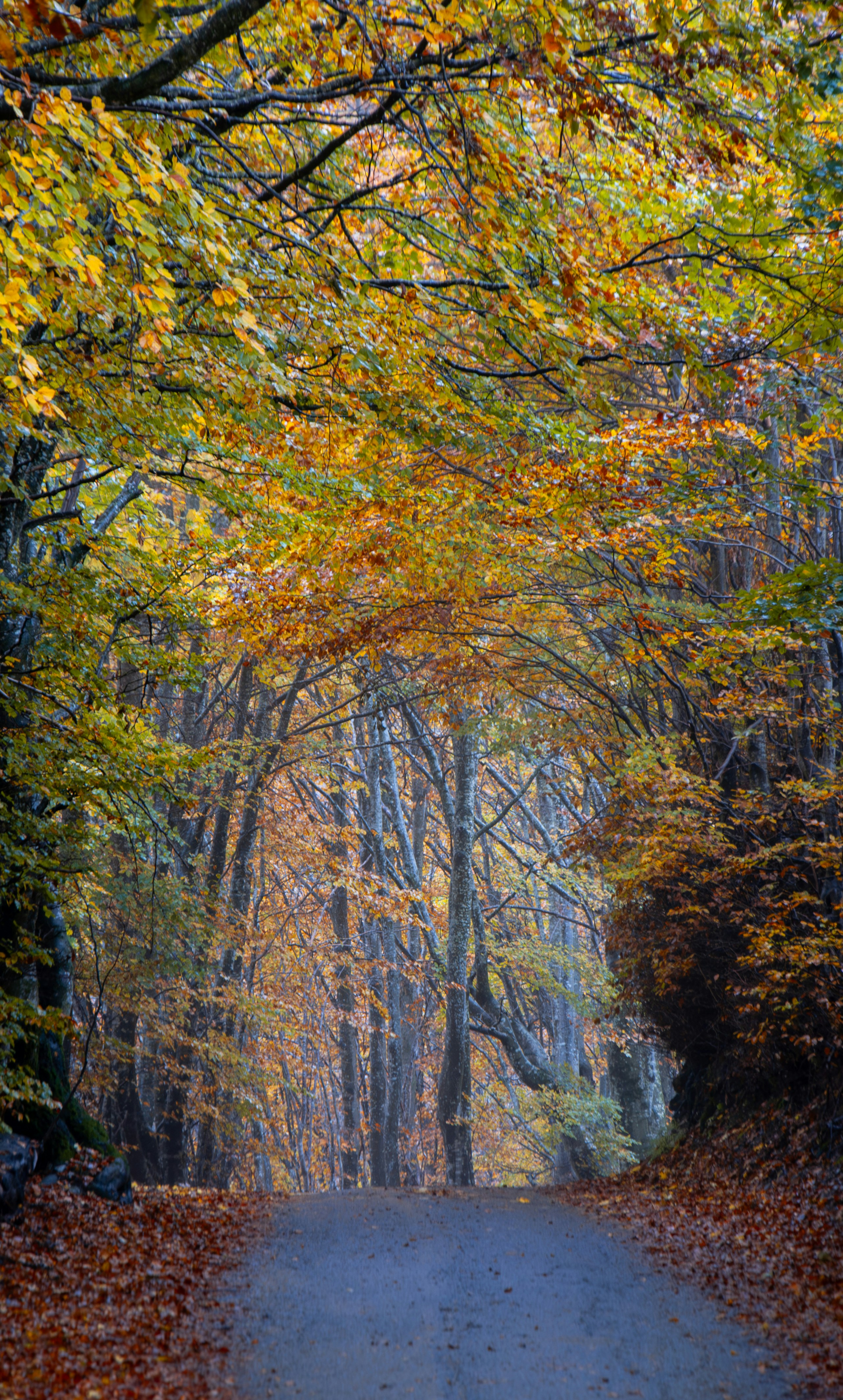 Autumn Archway: A Quiet Forest Road Framed by Orange and Gold Canopy