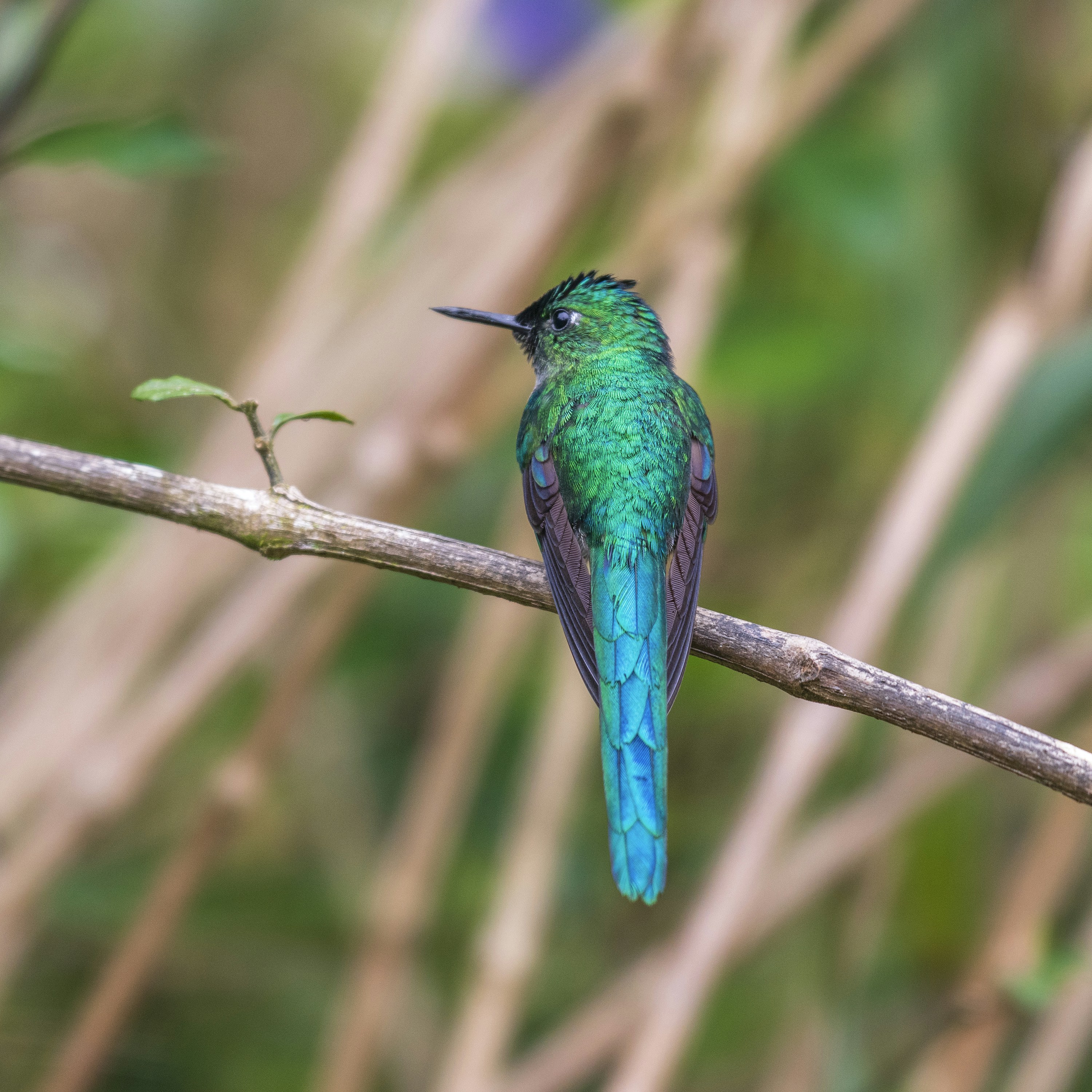 Emerald hummingbird perched on a slender branch, its iridescent plumage shimmering against a softly blurred natural background.