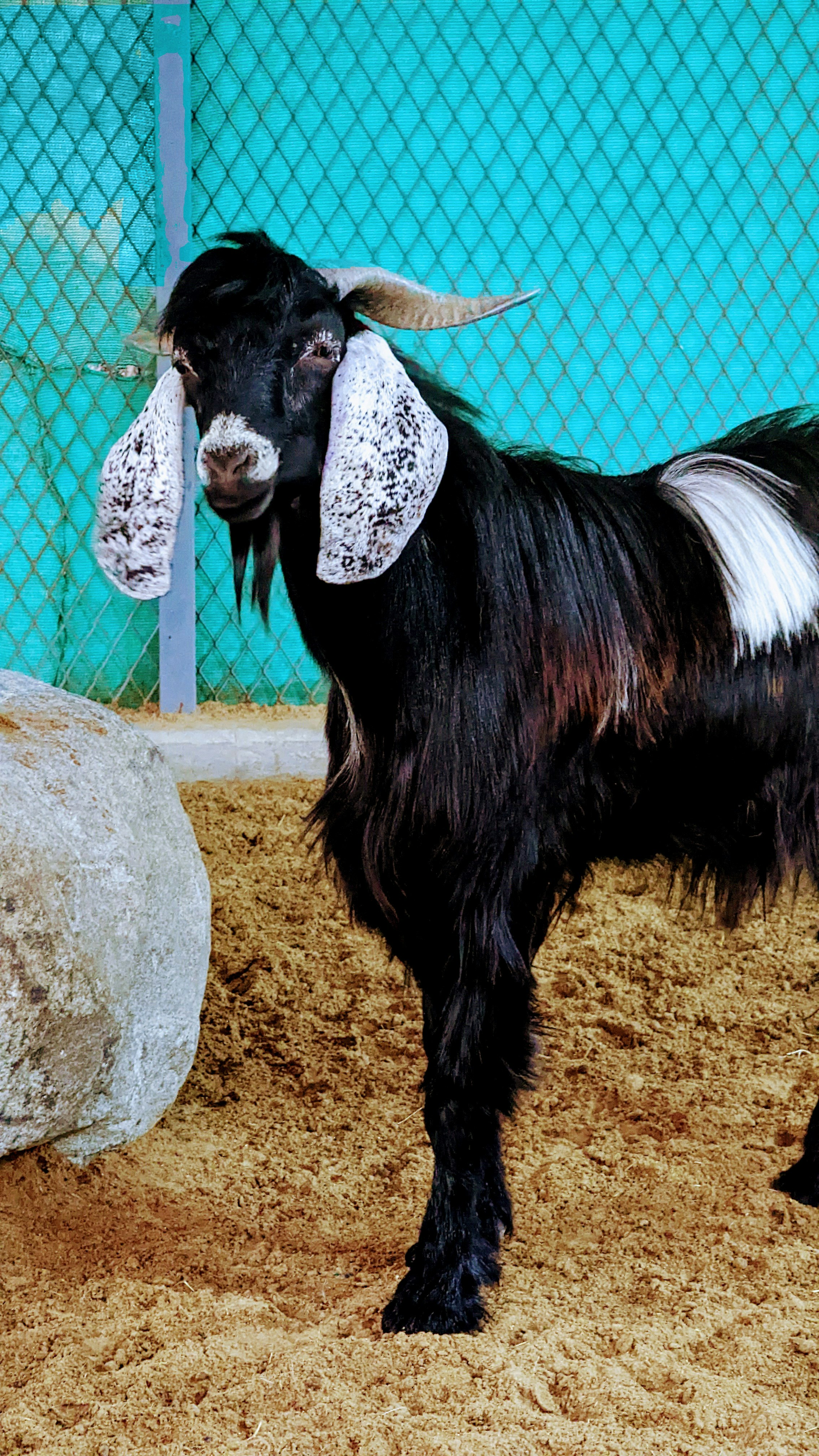 A black and white goat with horns standing next to a rock