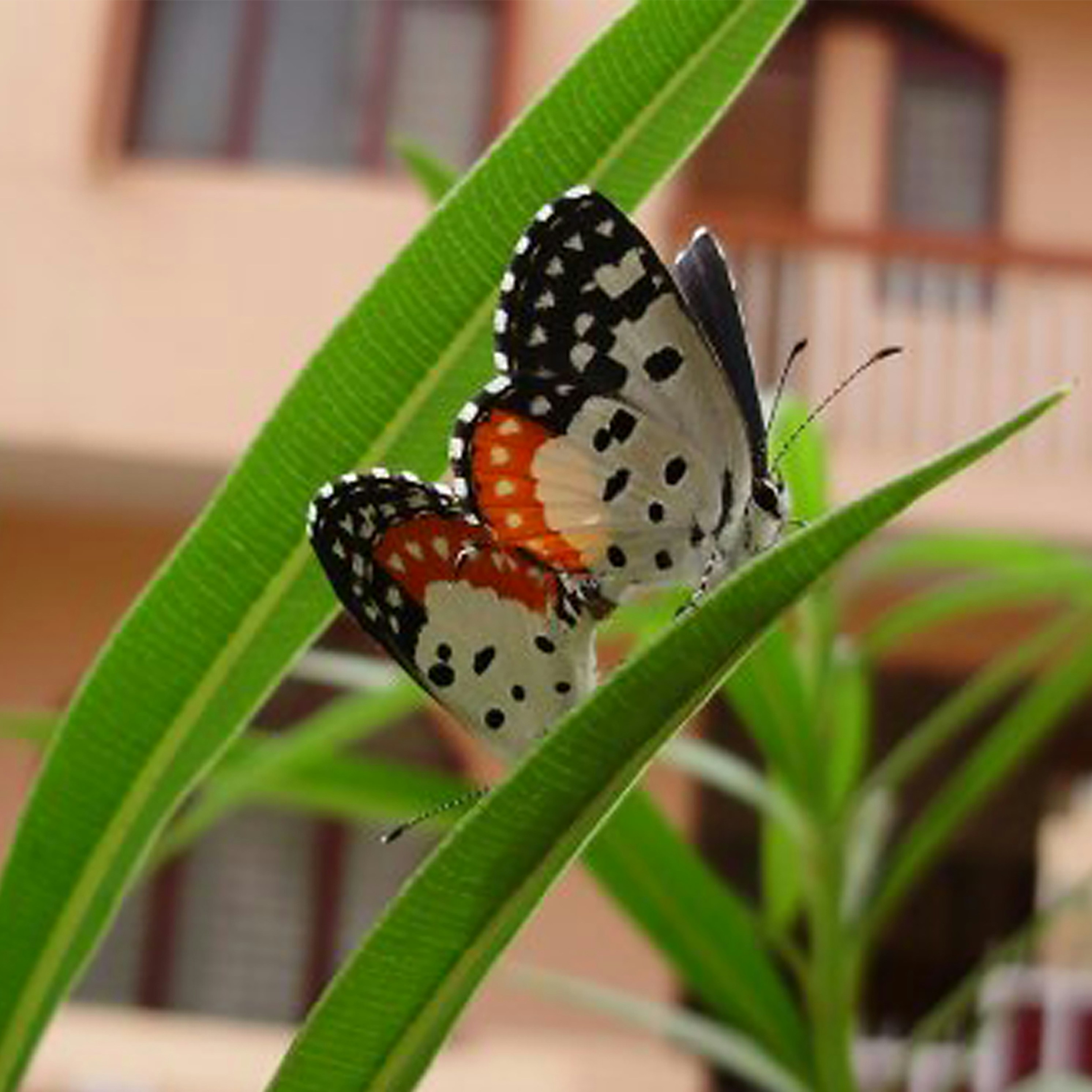 Two butterflies sitting on top of a green plant photo – Free ...