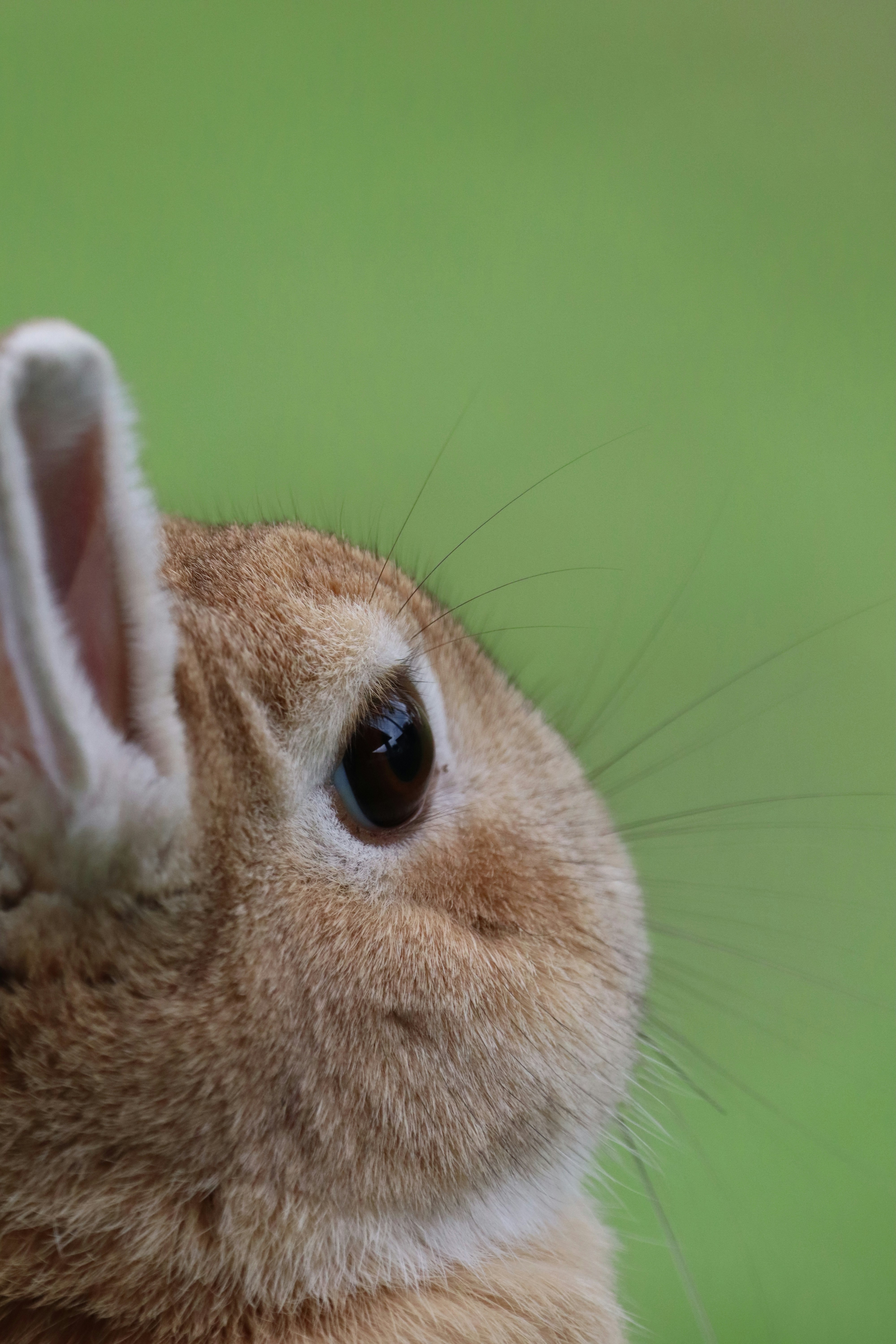 Whiskers and Wonder: A Rabbit's Profile