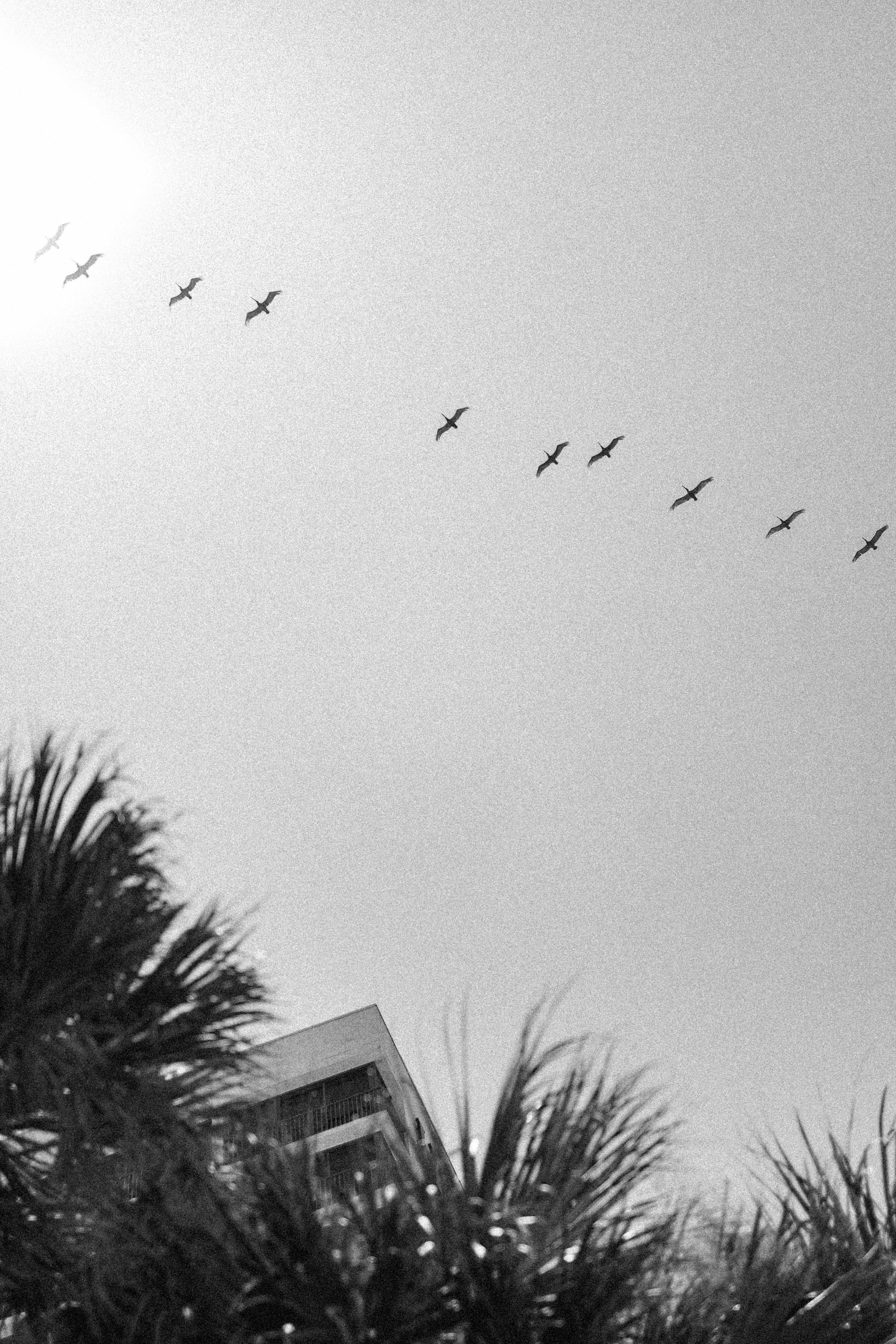 Diagonal Flight over Palm Fronds: A Minimalist Black-and-White Skyscape