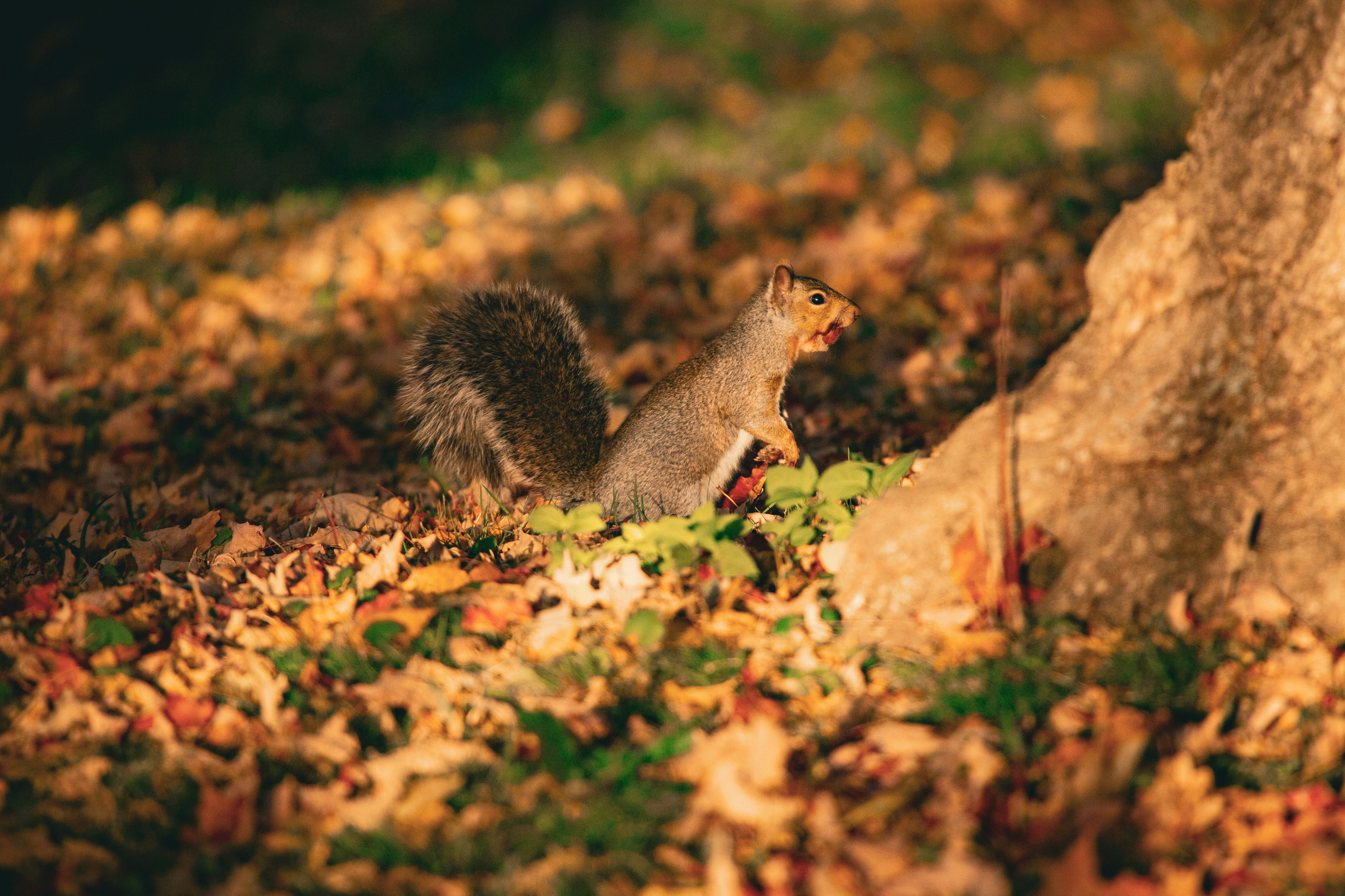 A squirrel sitting on top of a pile of leaves photo – Free Autumn Image ...
