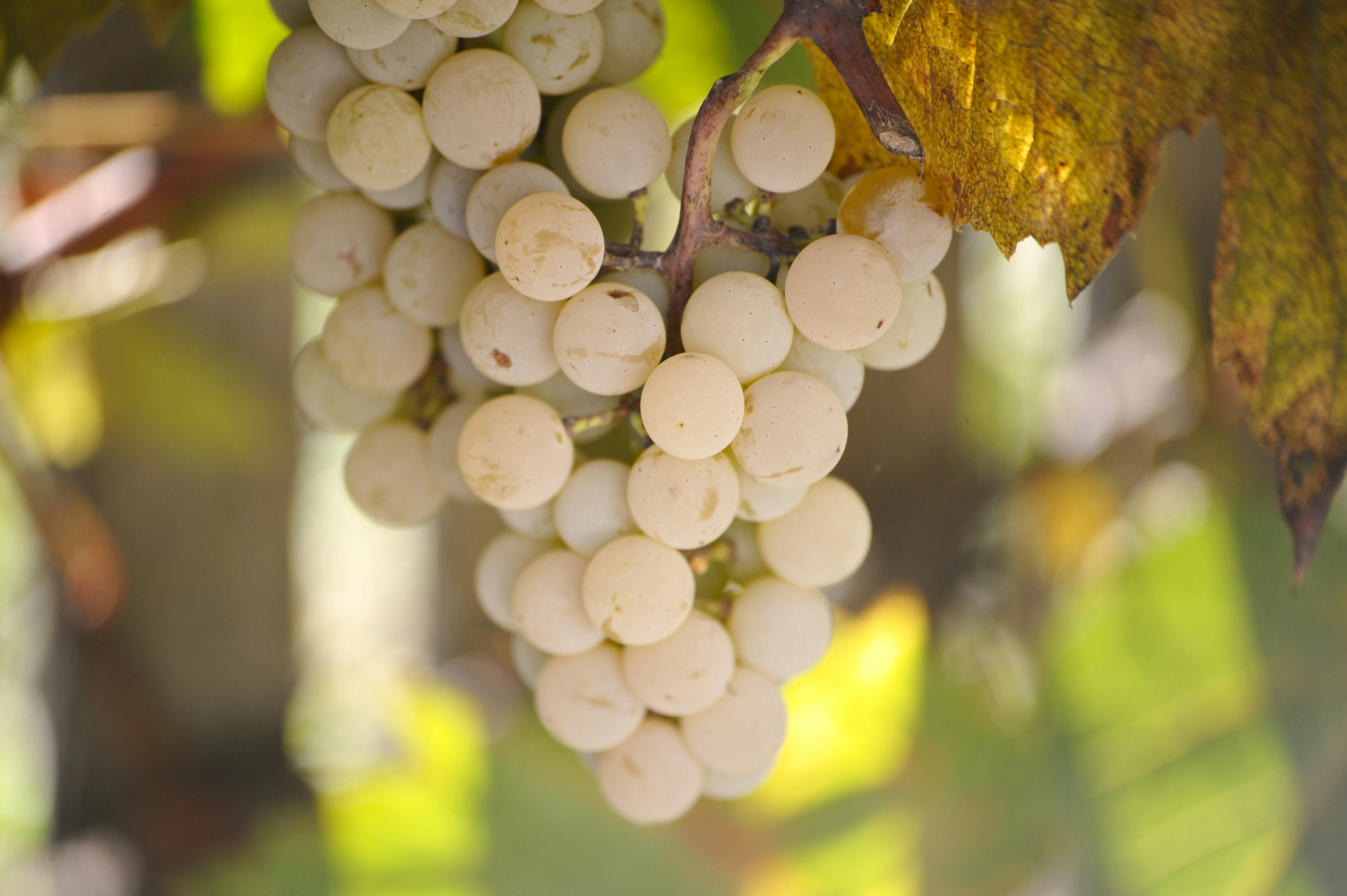 A bunch of white grapes hanging from a tree photo – Free Grapes Image ...