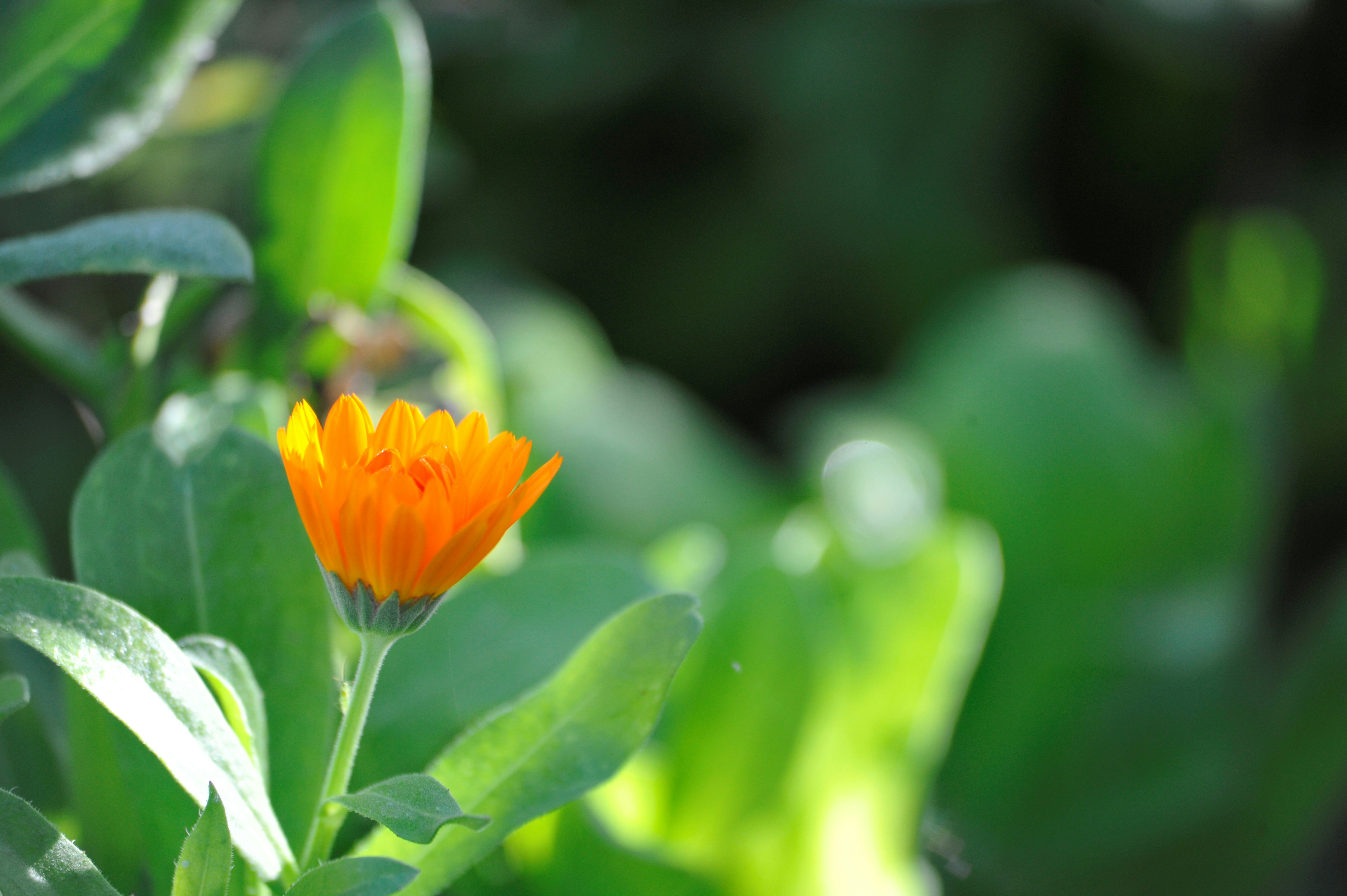 Foto Satu bunga oranye di tengah beberapa daun hijau – Gambar Bunga ...