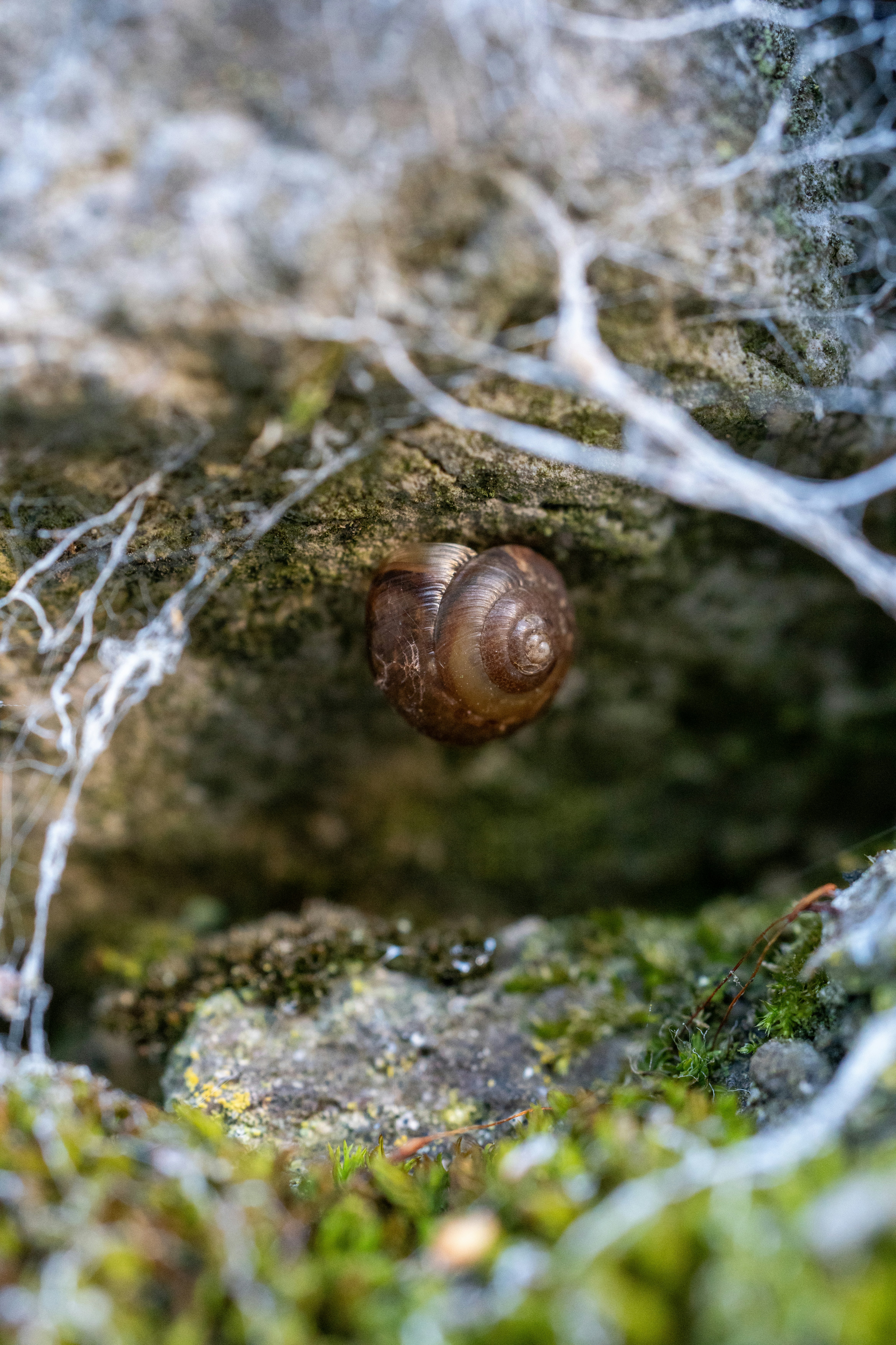 Hidden Spiral: A Mossy Snail in a Rock Crevice