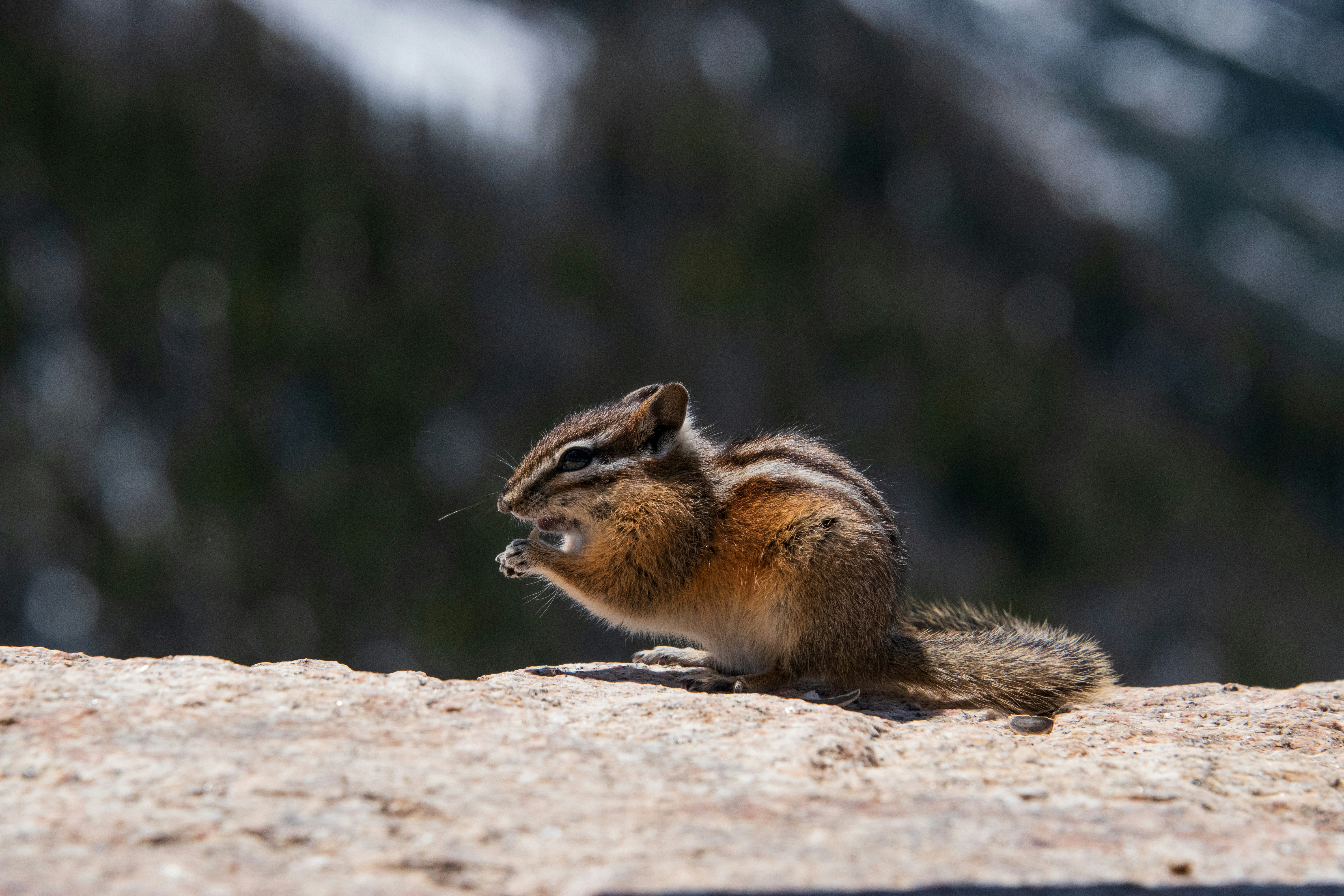 Lodge Pictures | Download Free Images on Unsplash