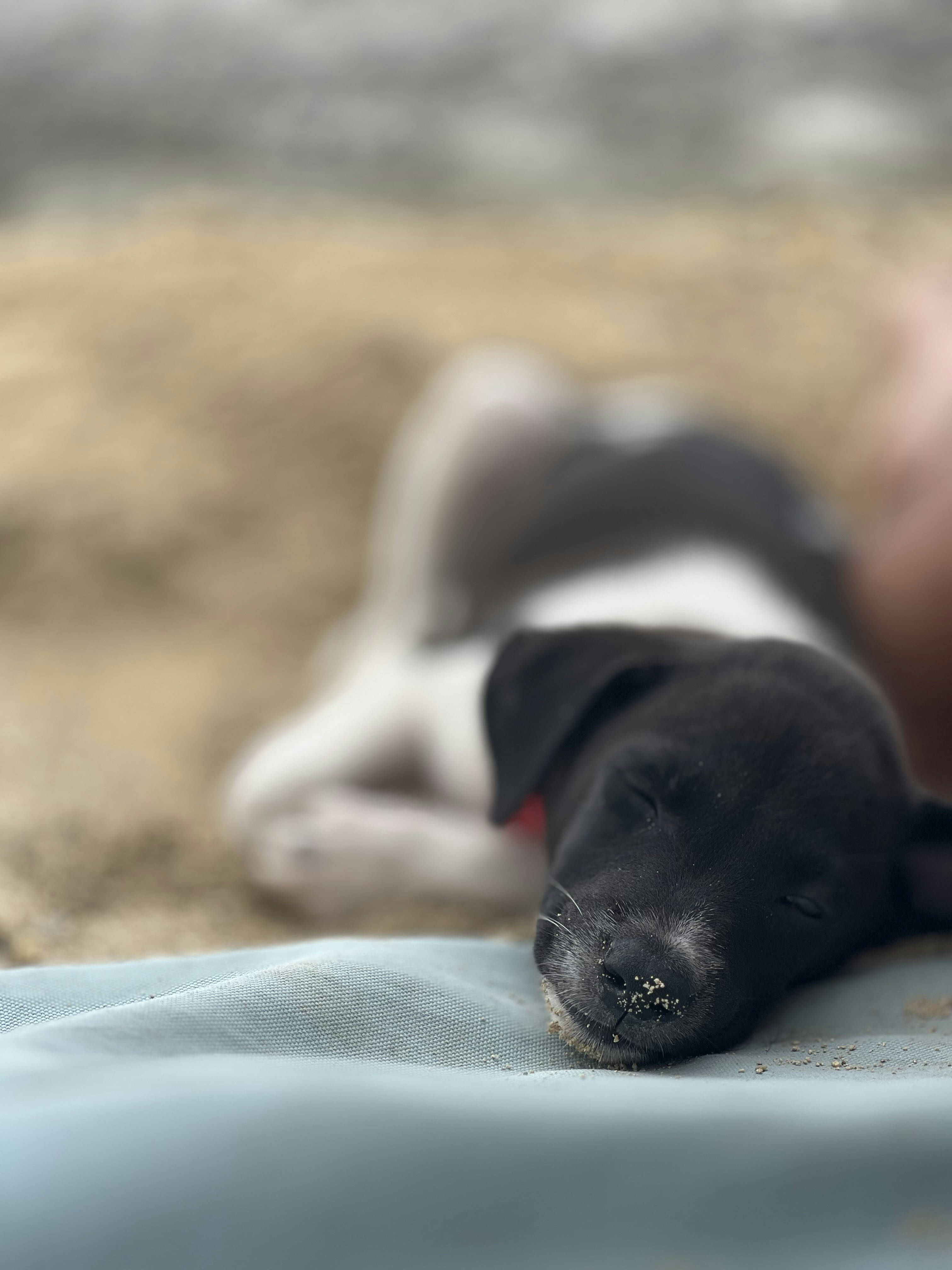 Dreamy Naptime: Black-and-White Puppy on a Soft Blue Blanket