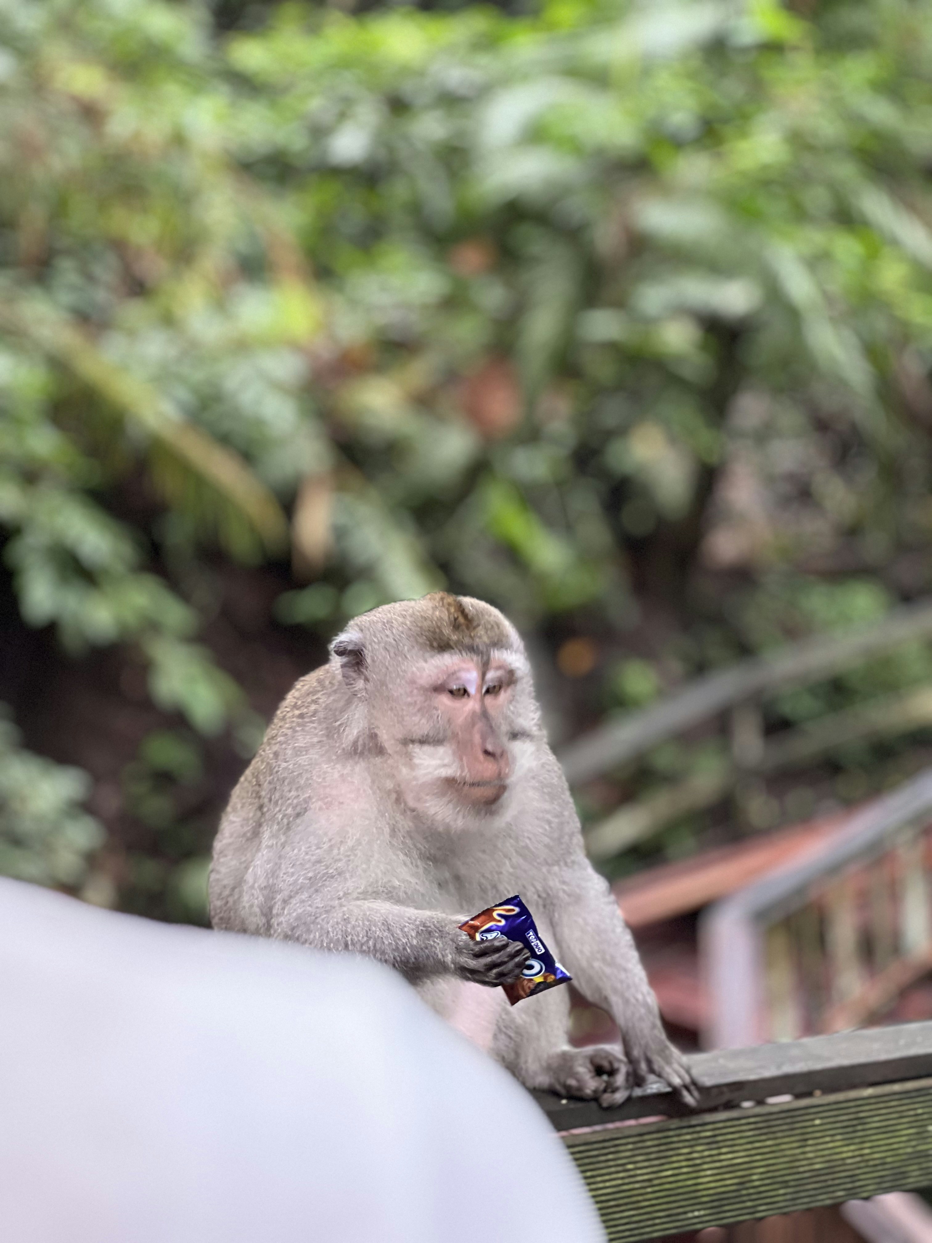 Snack-Time Conundrum: A Curious Macaque on the Railing