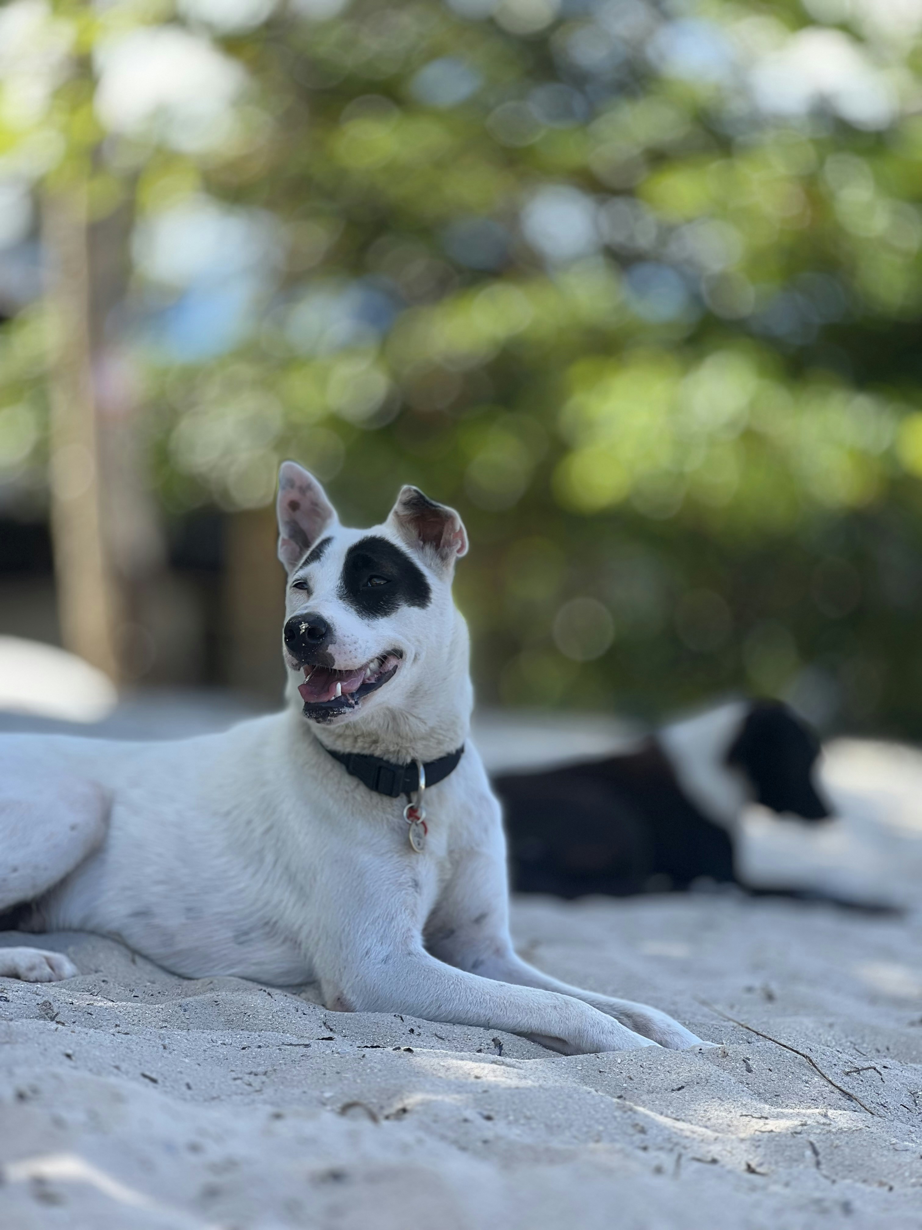 Patchwork at the Shore: A Beachside Portrait of a Happy Hound