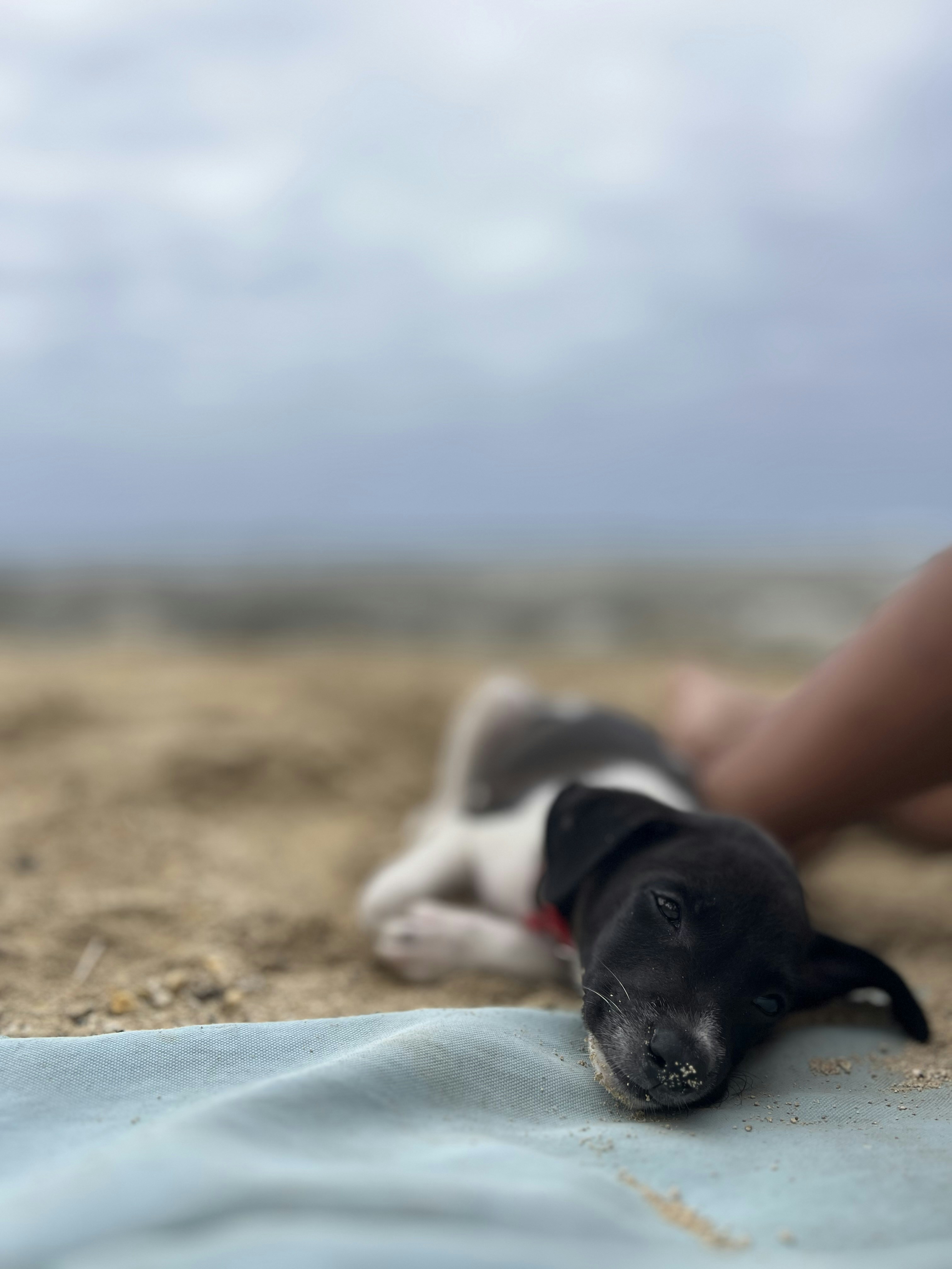 Nap by the Tide: a tiny black-and-white puppy on sunlit sand