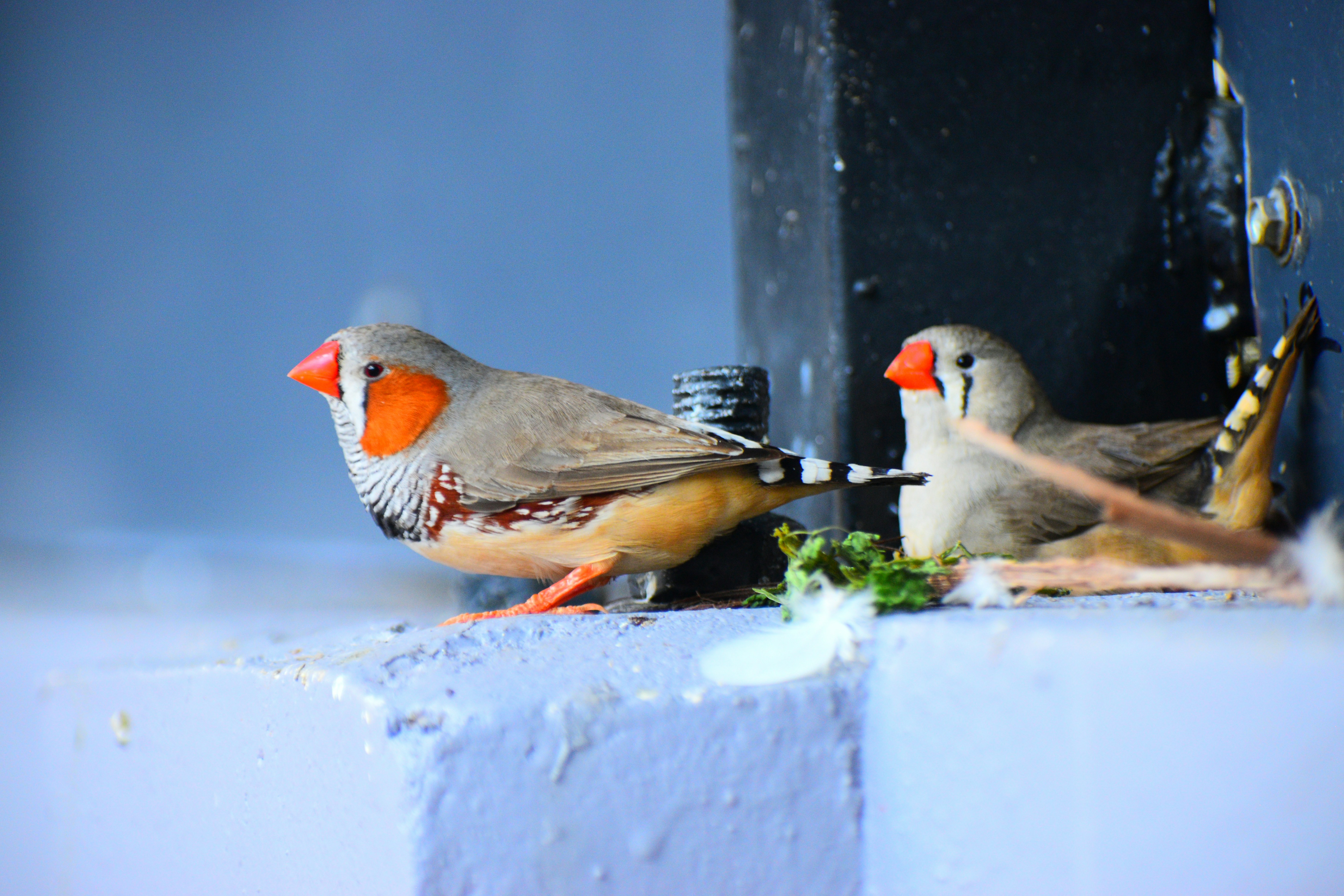 A group of birds sitting on top of a window sill photo – Free Animal ...