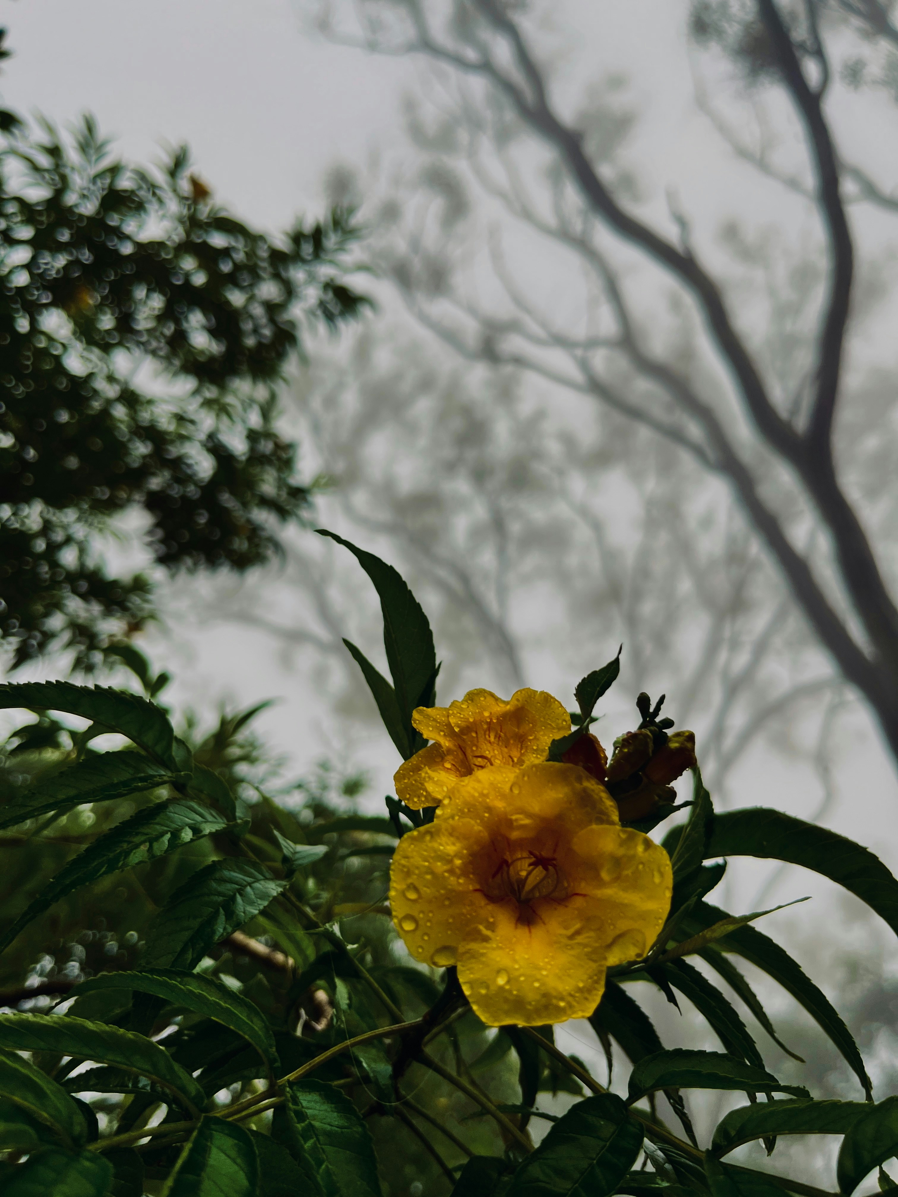 Dew-Kissed Yellow Bloom Anchored in Mist
