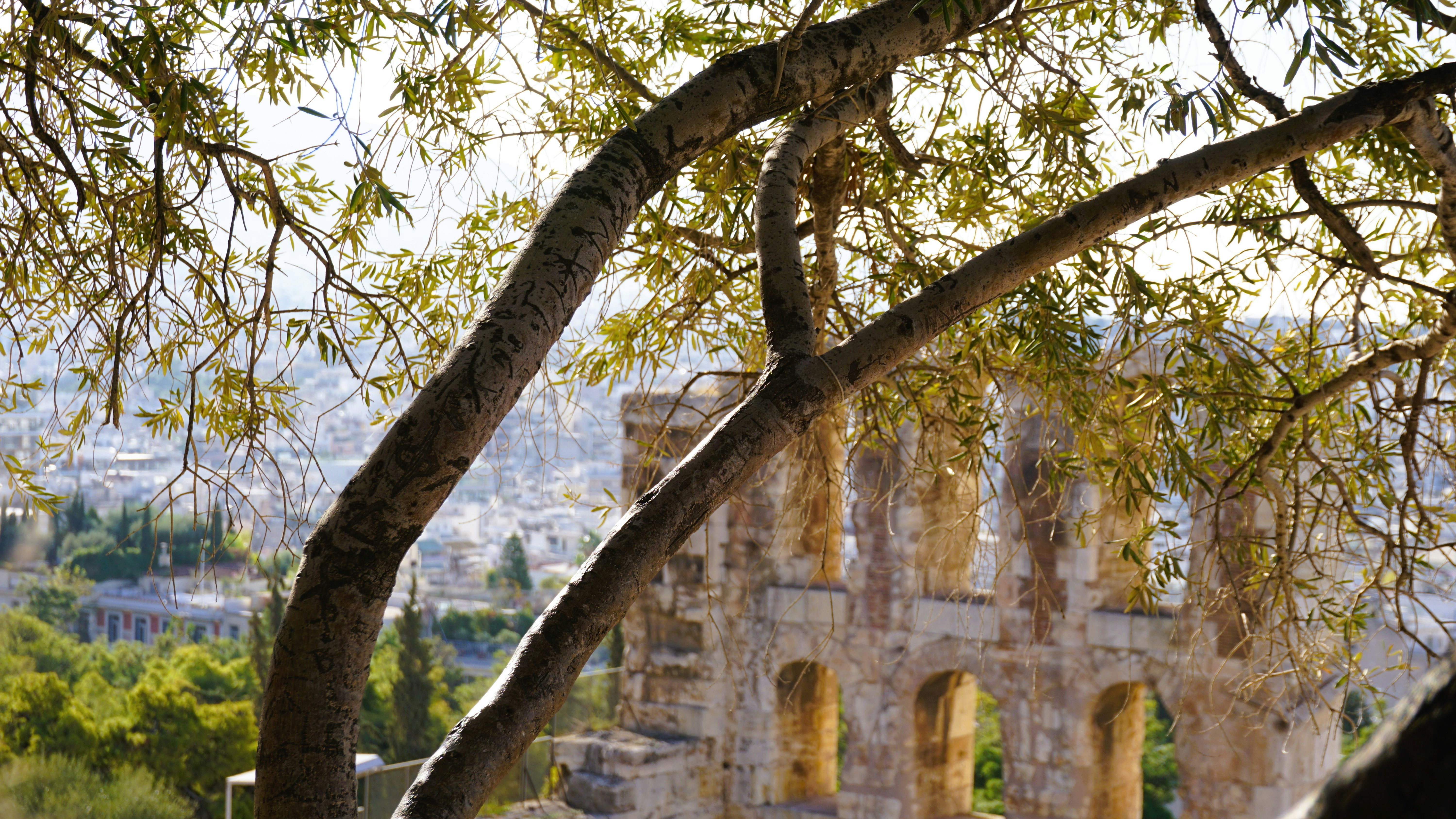 Ancient Stones Framed by Gnarled Branches Overlooking a Sunlit Valley