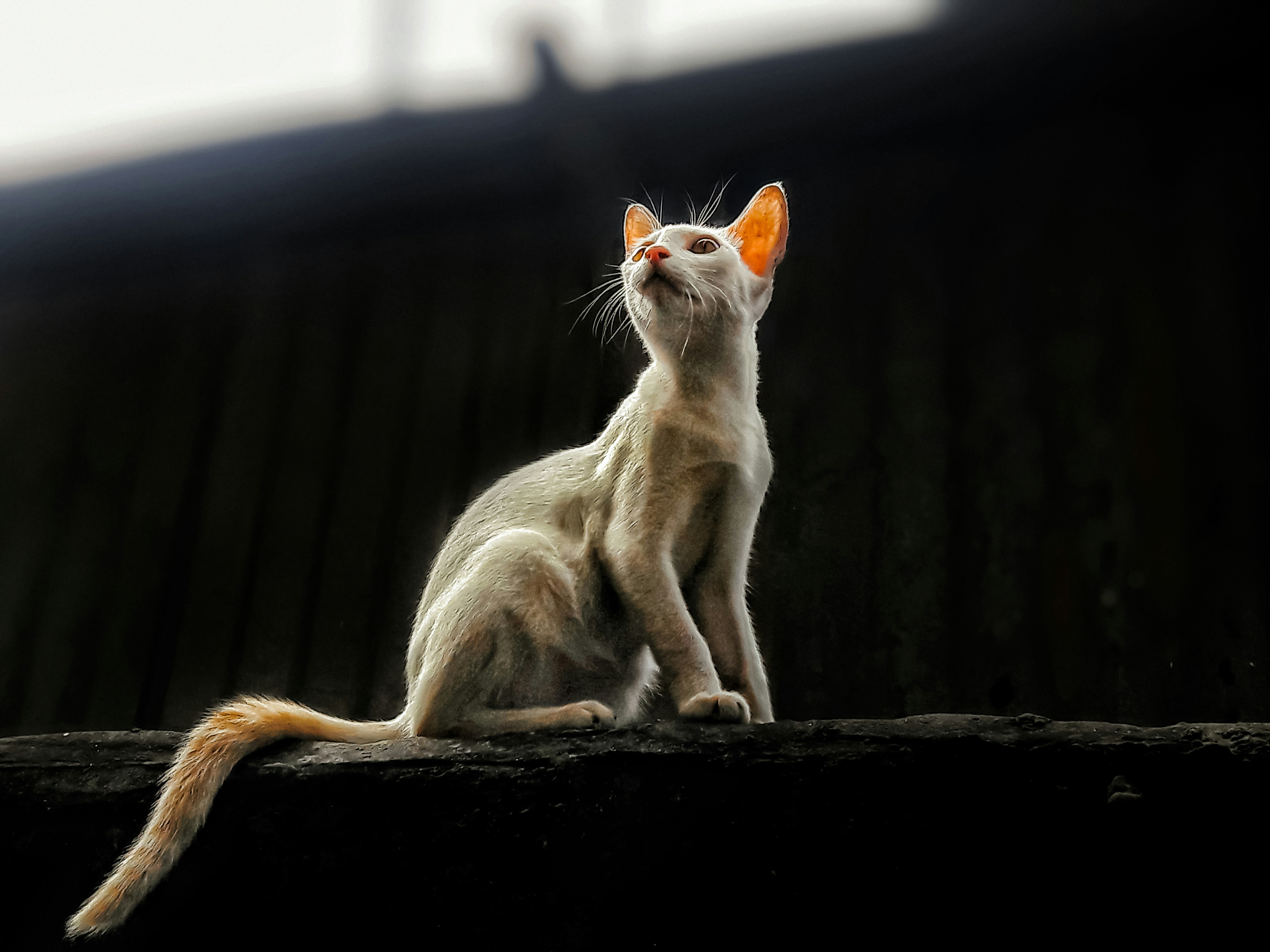 A cat staring at the sky.