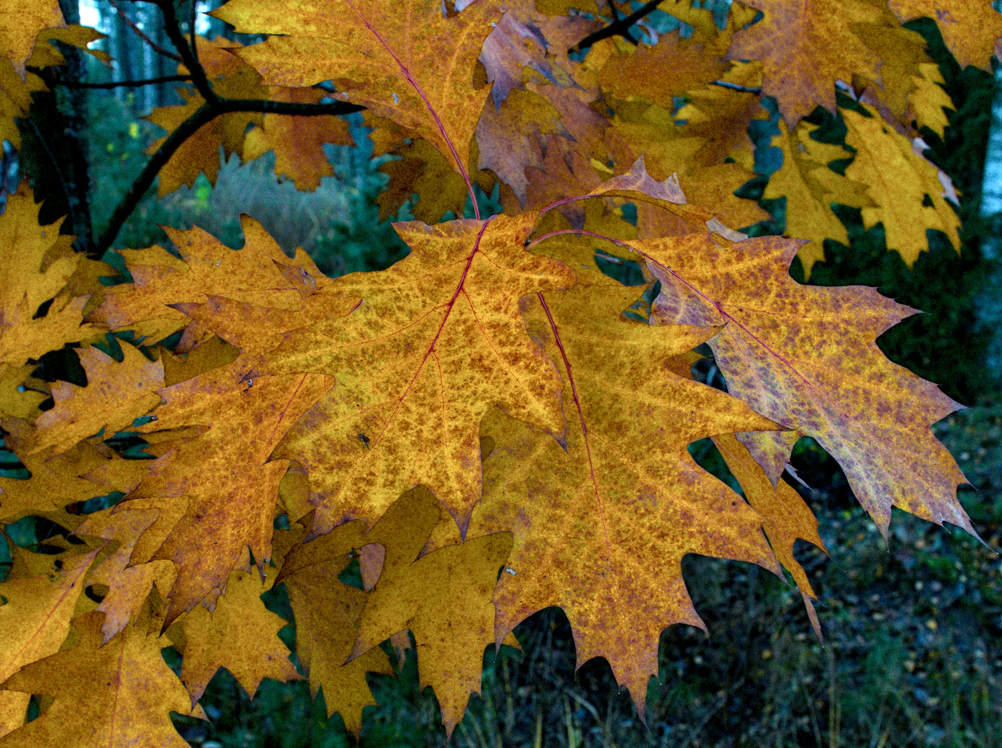 Gold-veined Maple Leaf Flares in Dappled Autumn Light