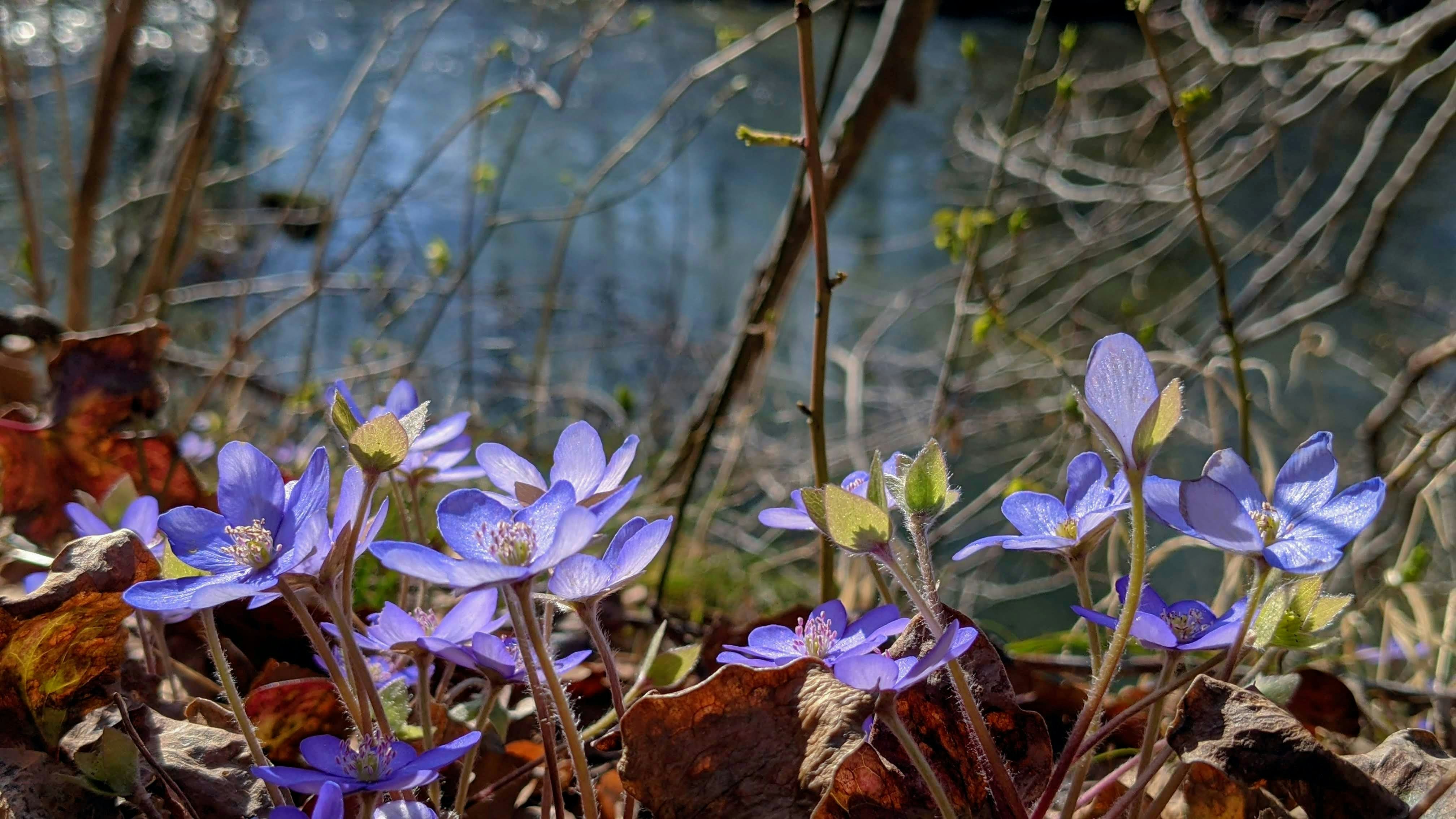 Whispers of Spring: Blue Blossoms by the Stream