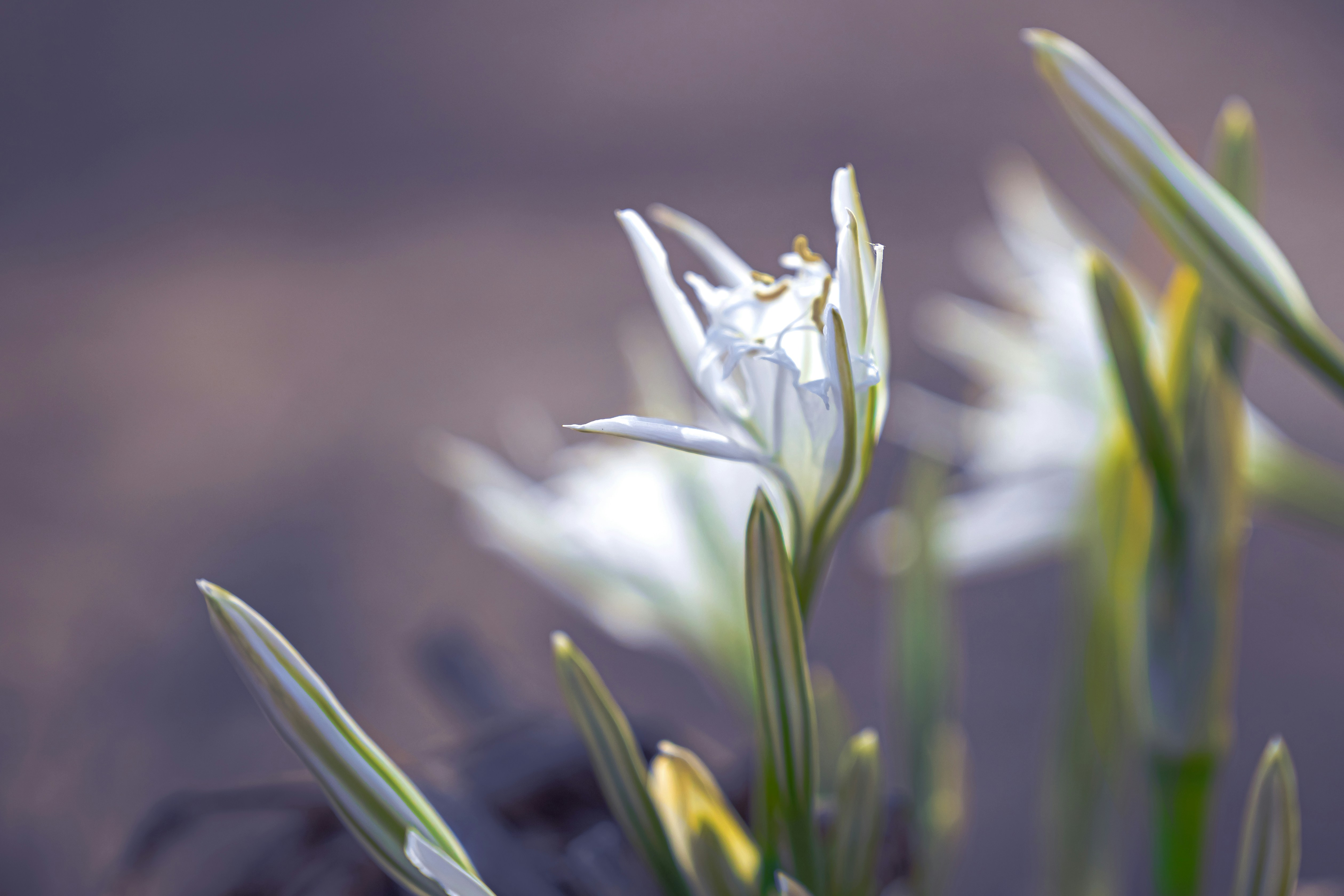 A close-up of a white flowering plant surrounded by green leaves, capturing the essence of spring's renewal.