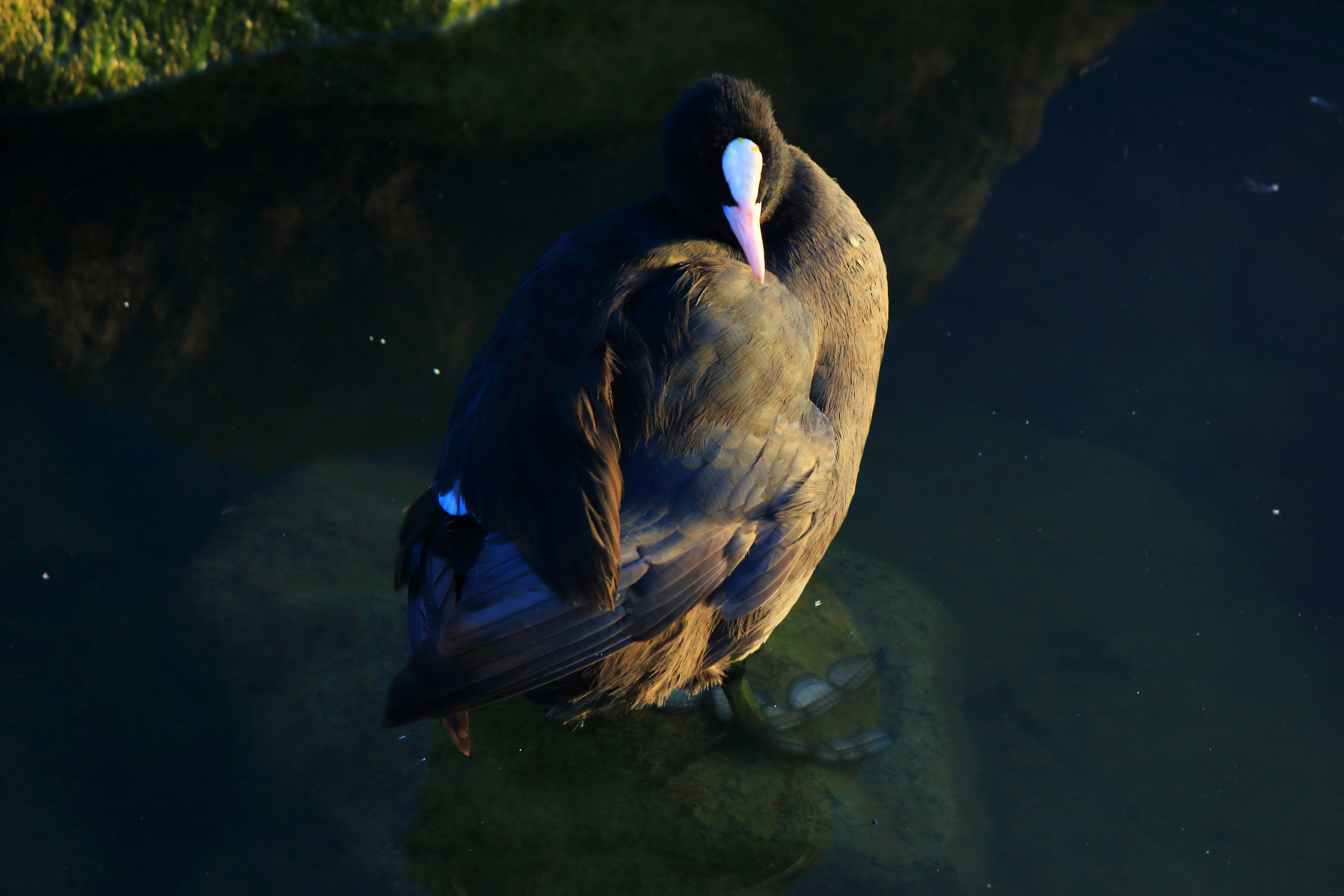 Cormorant in Quiet Depths: A Pale-Beaked Watcher