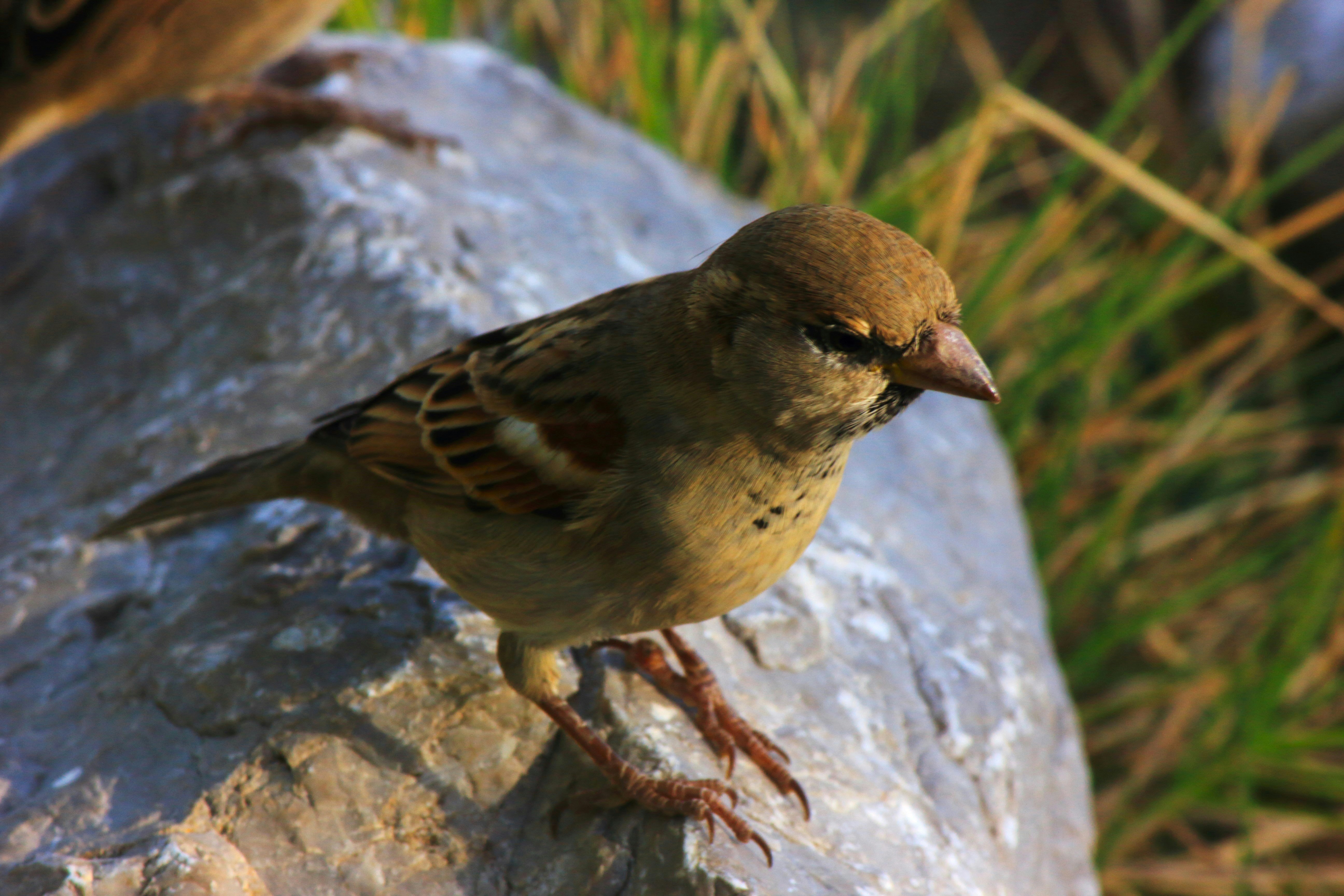Photo by Cengiz Özarpat with Canon EOS 600D