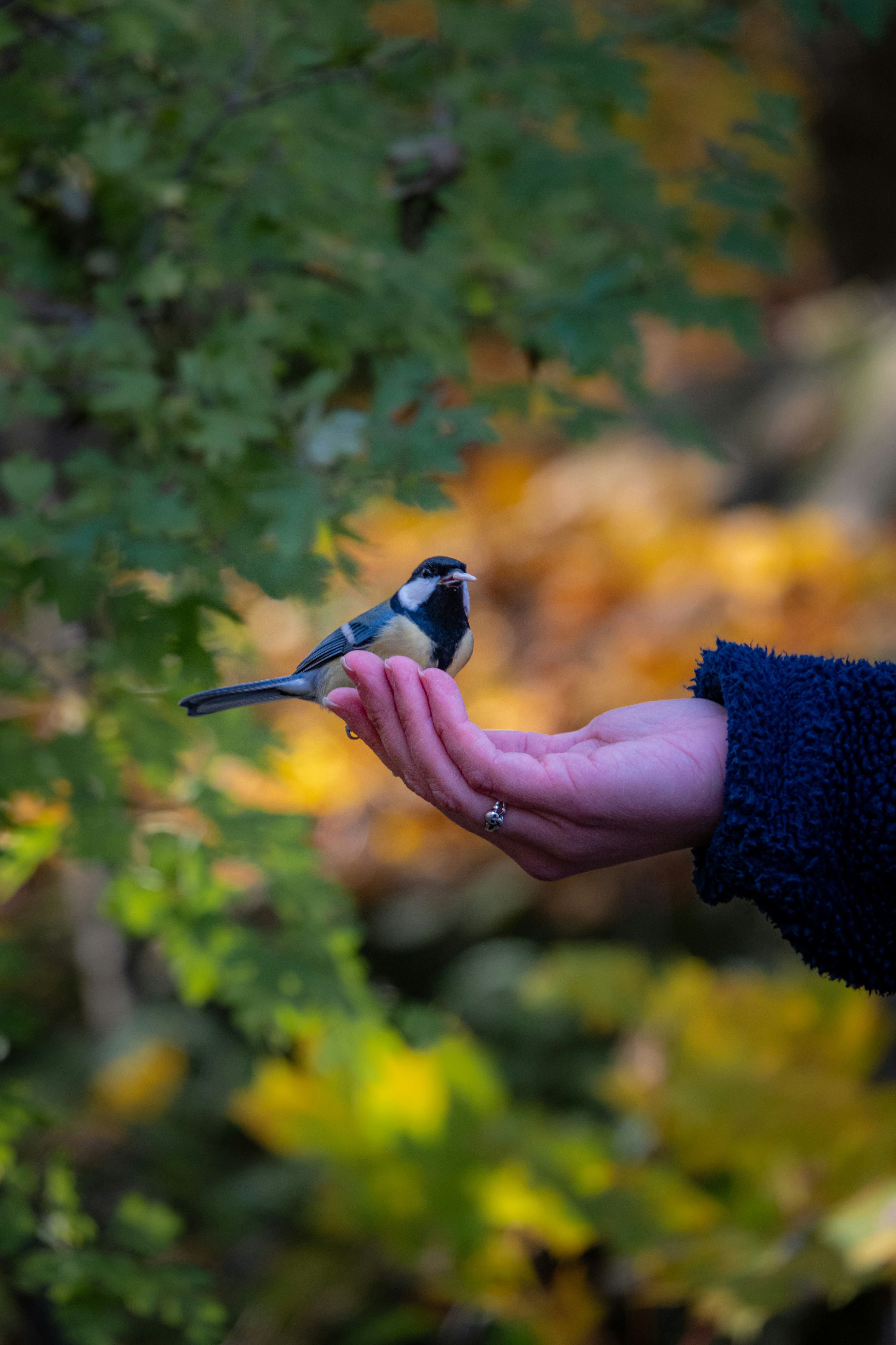Feathered Visitor Perched on a Gentle Hand