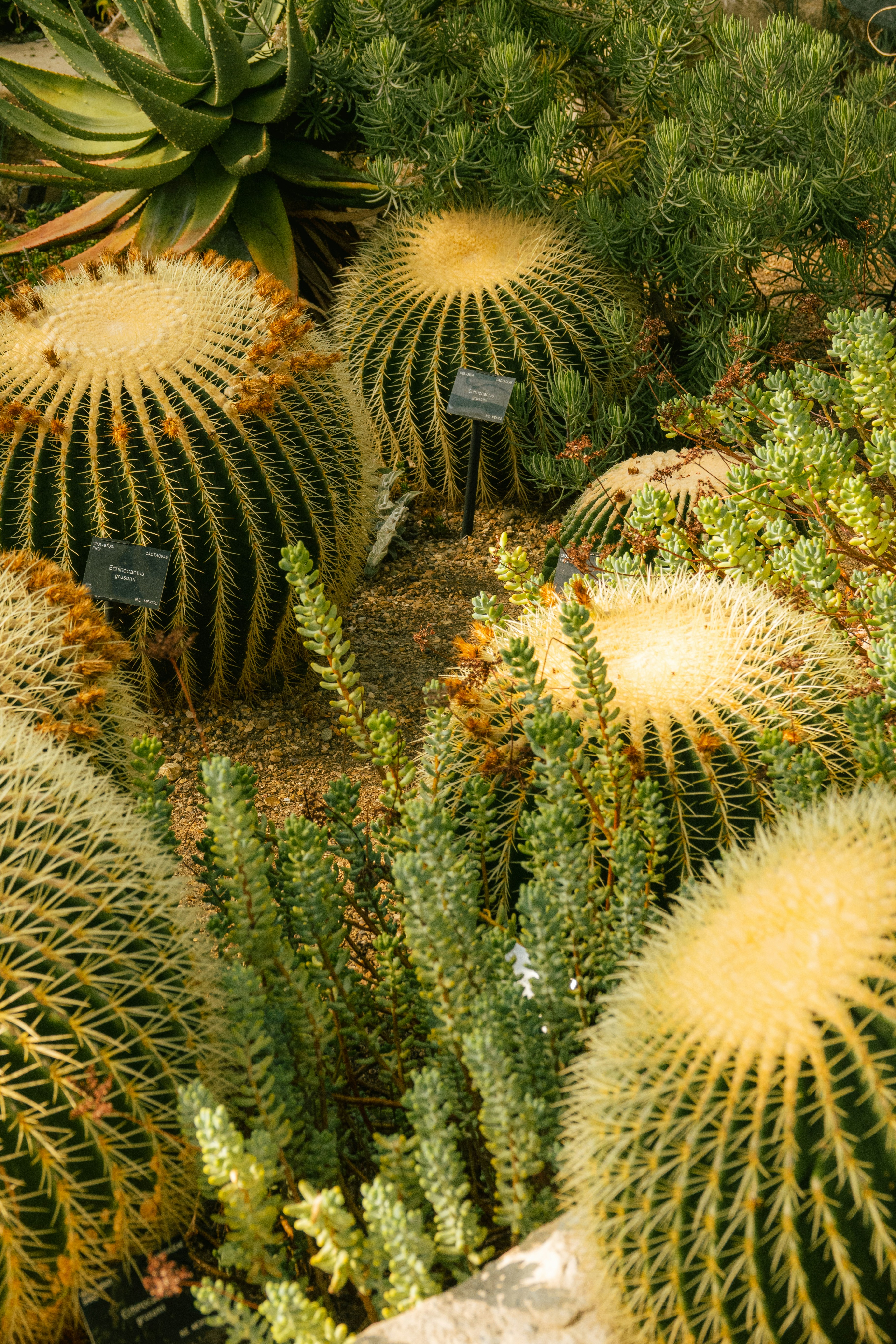 A group of cactus plants in a garden photo – Free Kew gardens Image on ...