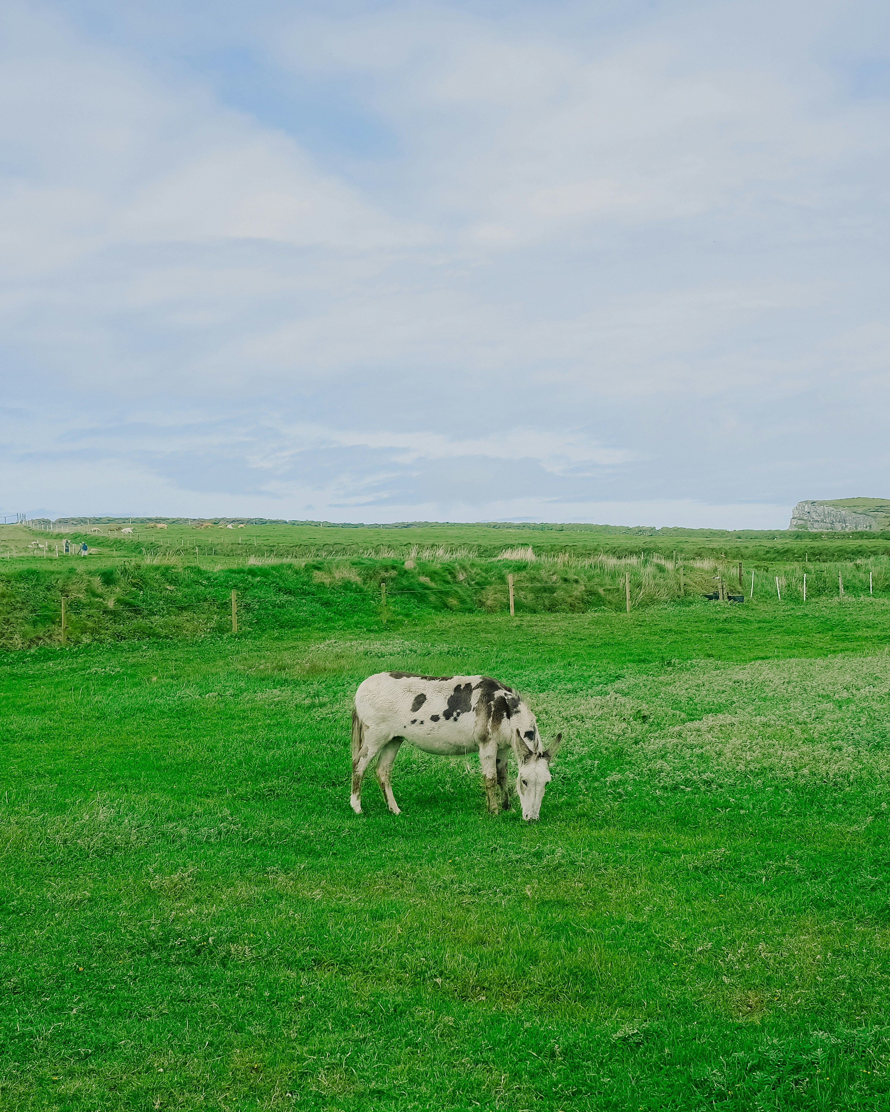 A donkey grazing near the Kerry Cliffs of Ireland