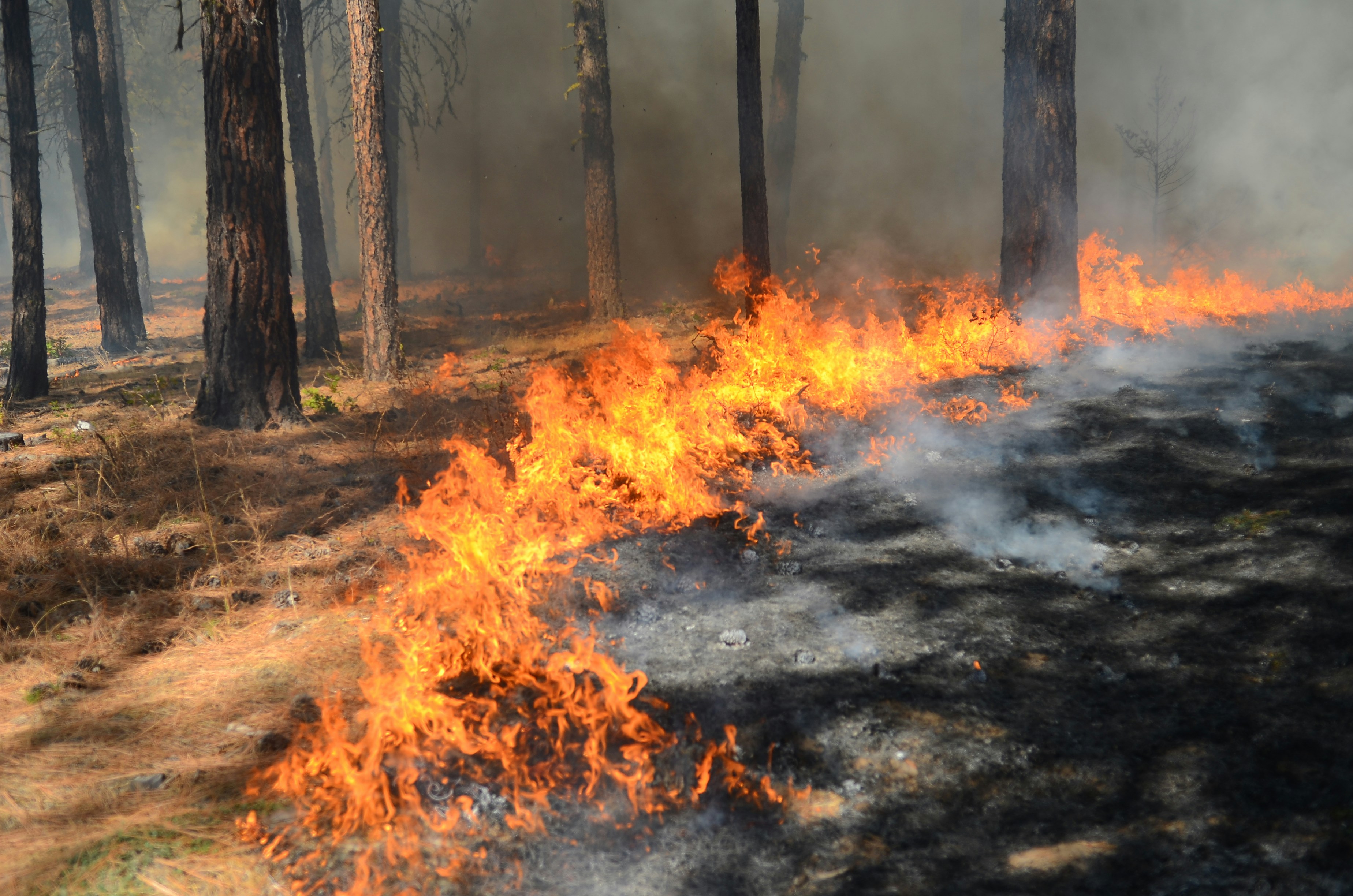 A fire is burning in the middle of a forest photo – Free Goldendale ...