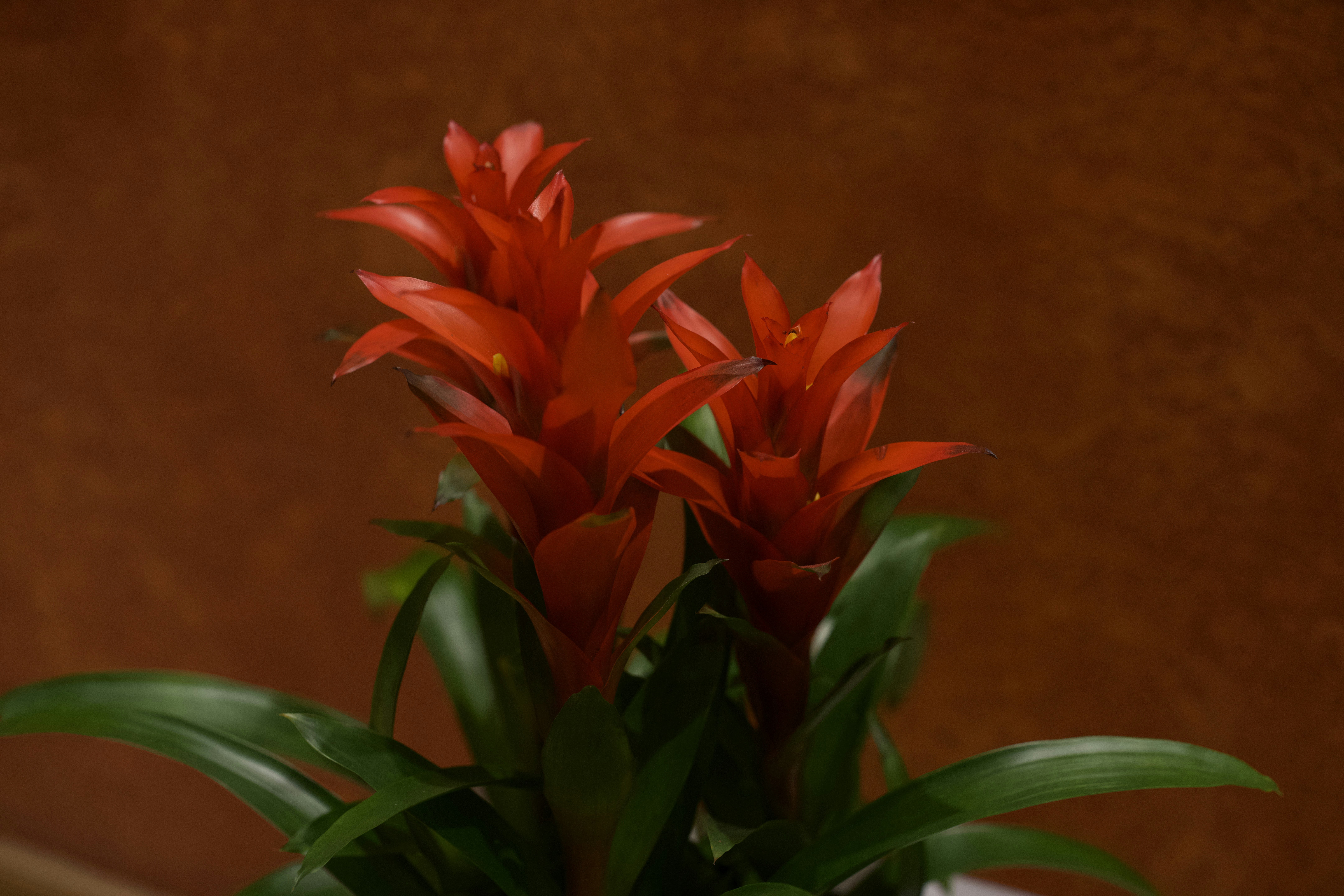Crimson Bracts Rising from Velvet Green