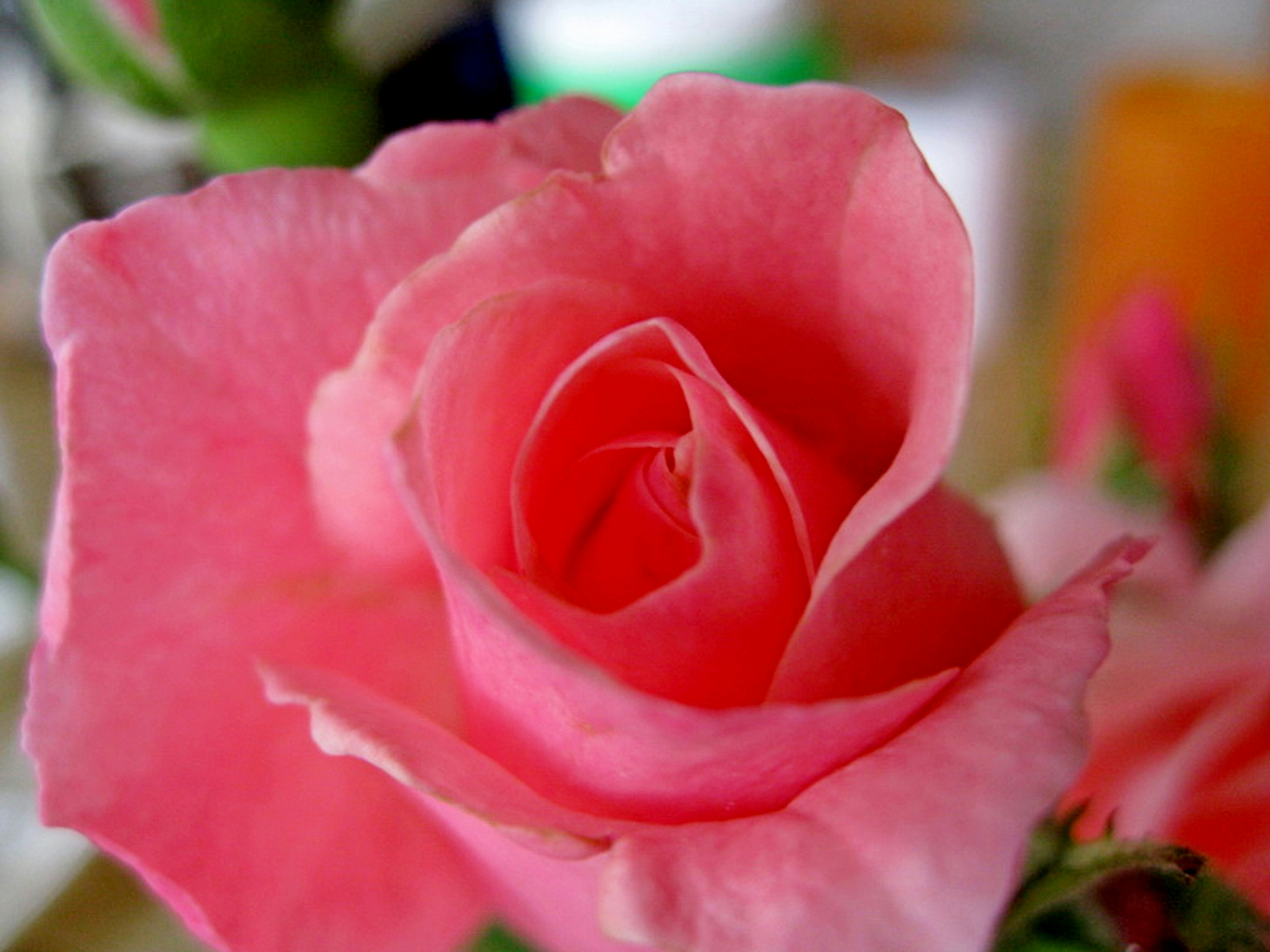 Close-up photograph of a pink rose, highlighting the tight spiral of petals against creamy background blur.