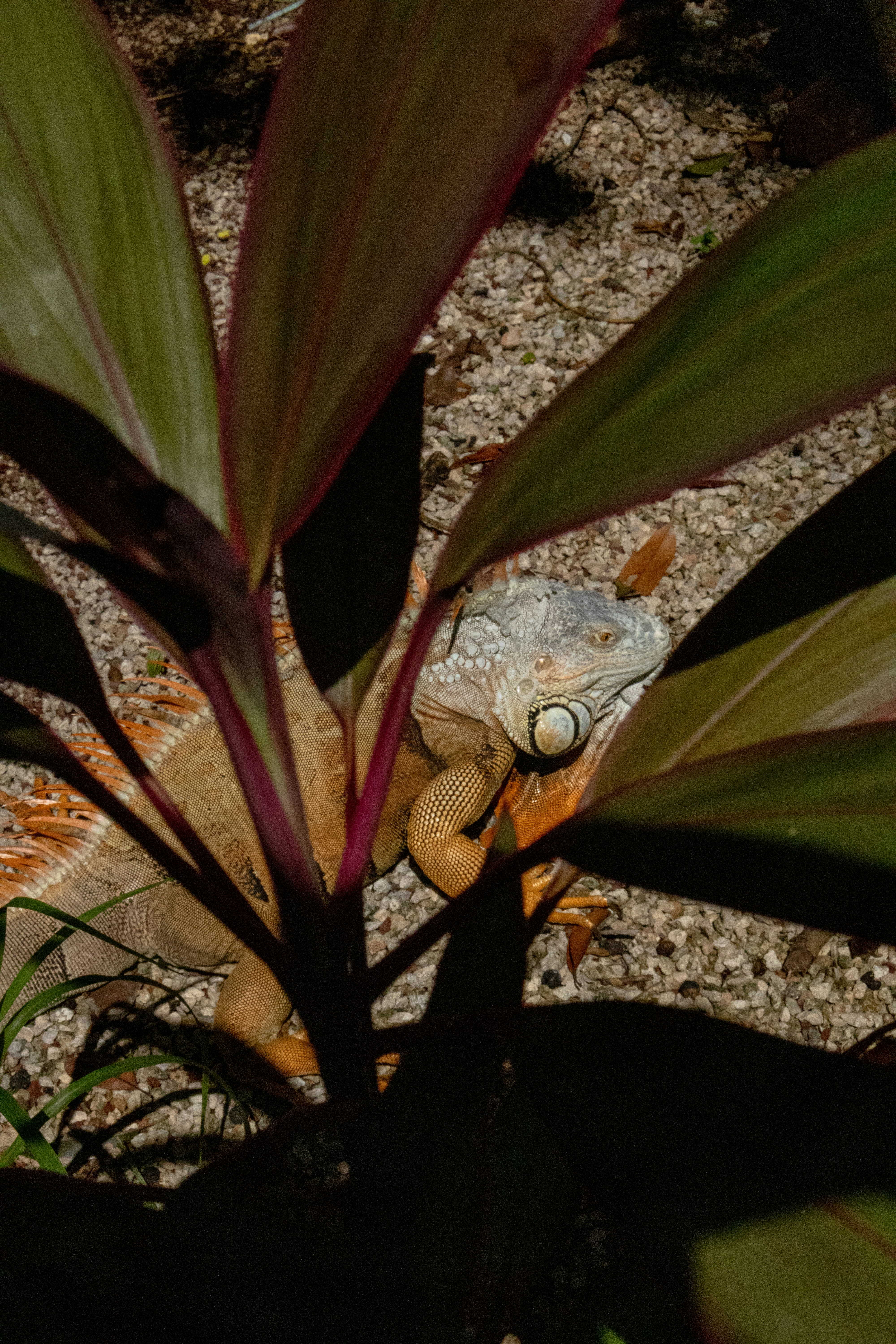 Hidden in Plain Sight: Iguana among tropical stalks