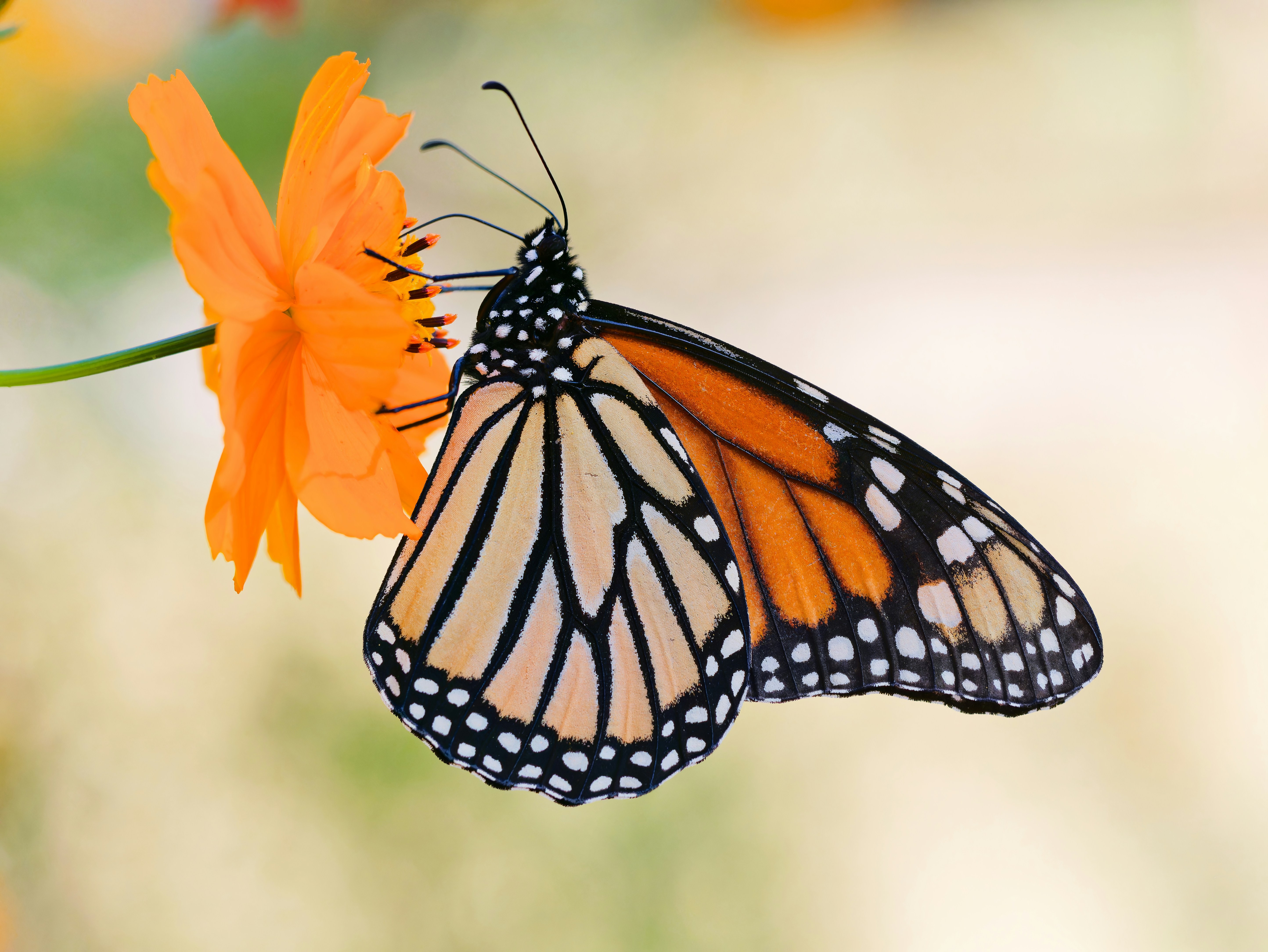 Monarch butterfly feeding on orange cosmos blossom