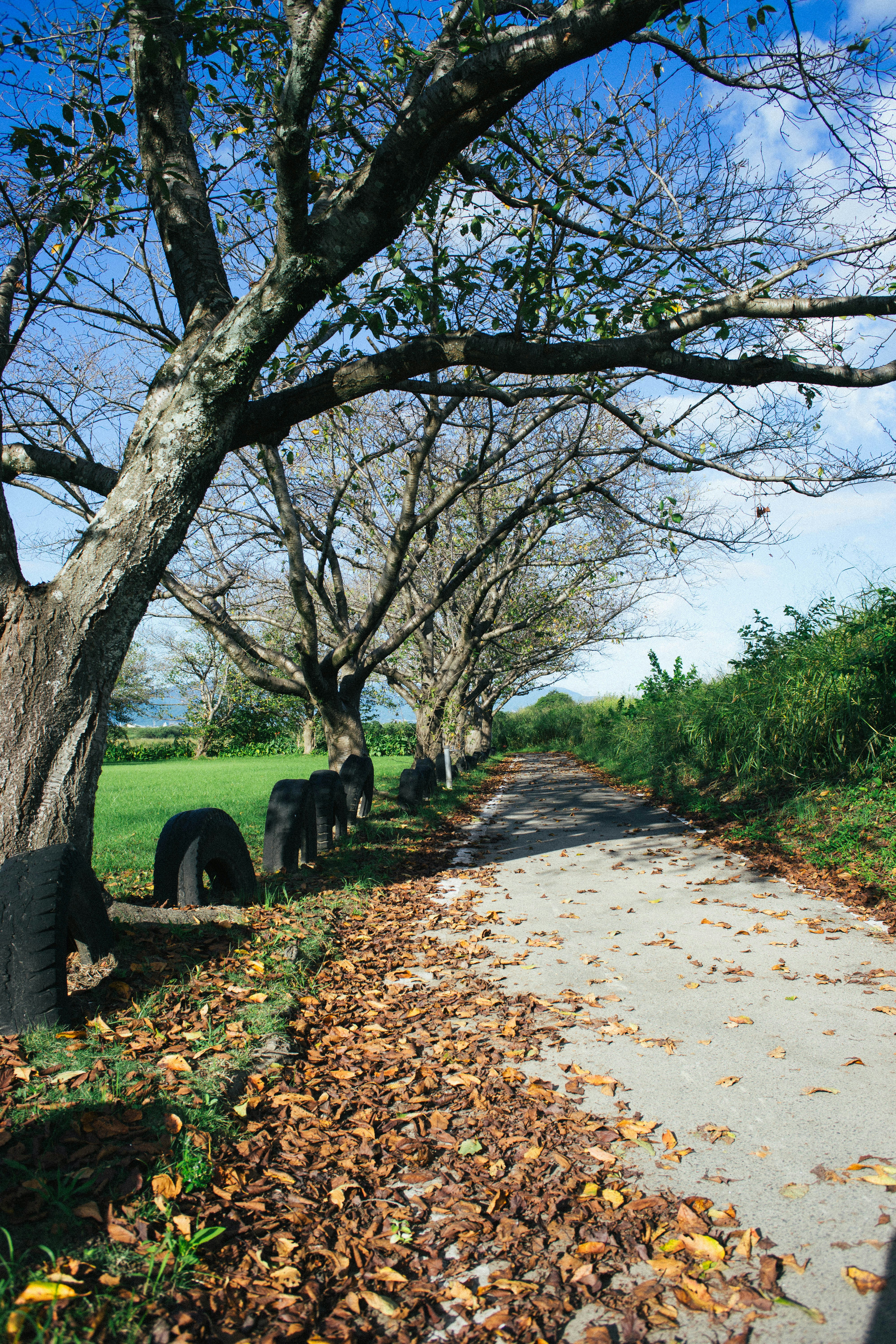Leaf-Lined Lane Under the Row of Quiet Trees