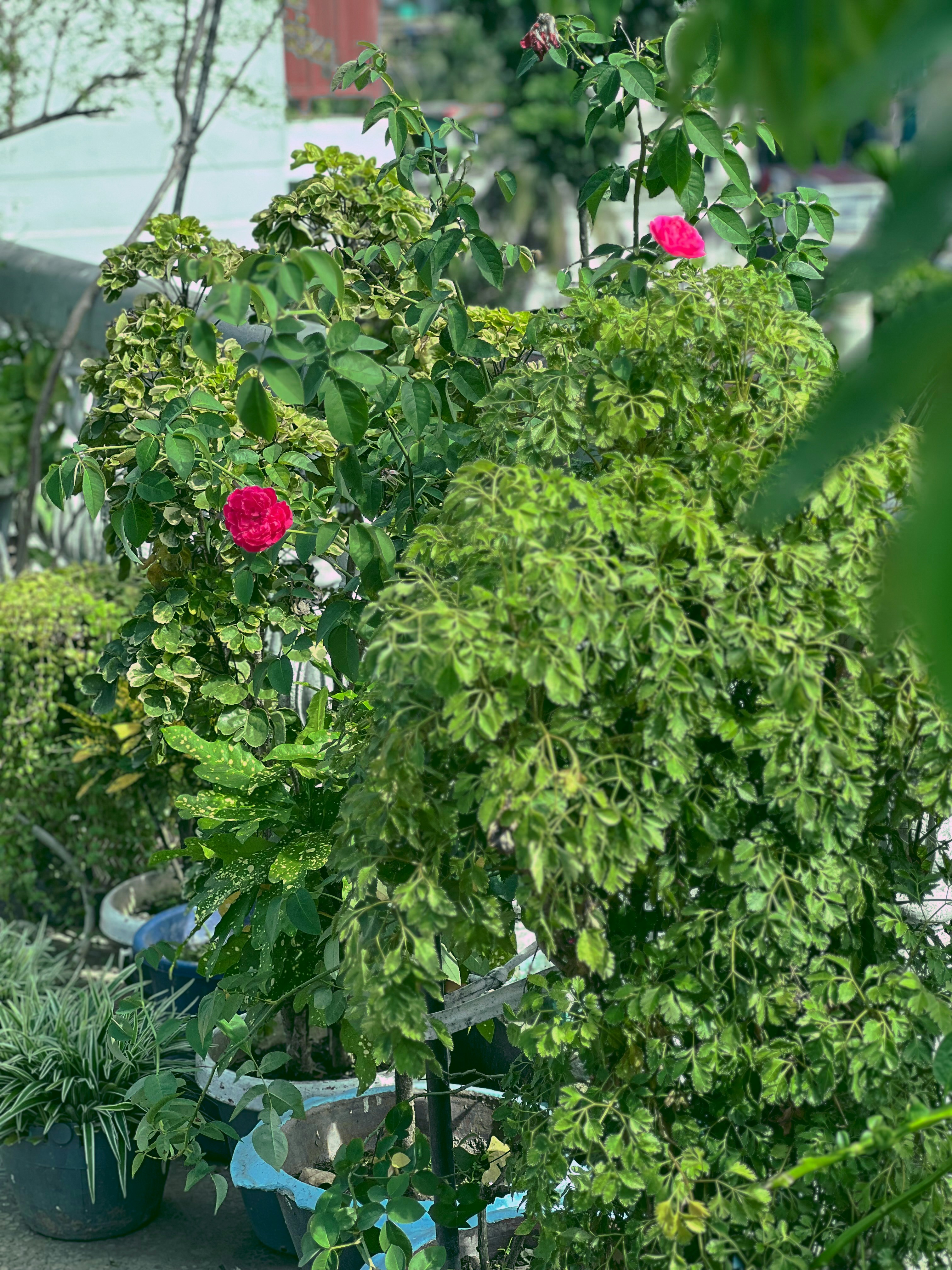 Pink Rose Breaks Through Green Canopy on a Balcony Garden
