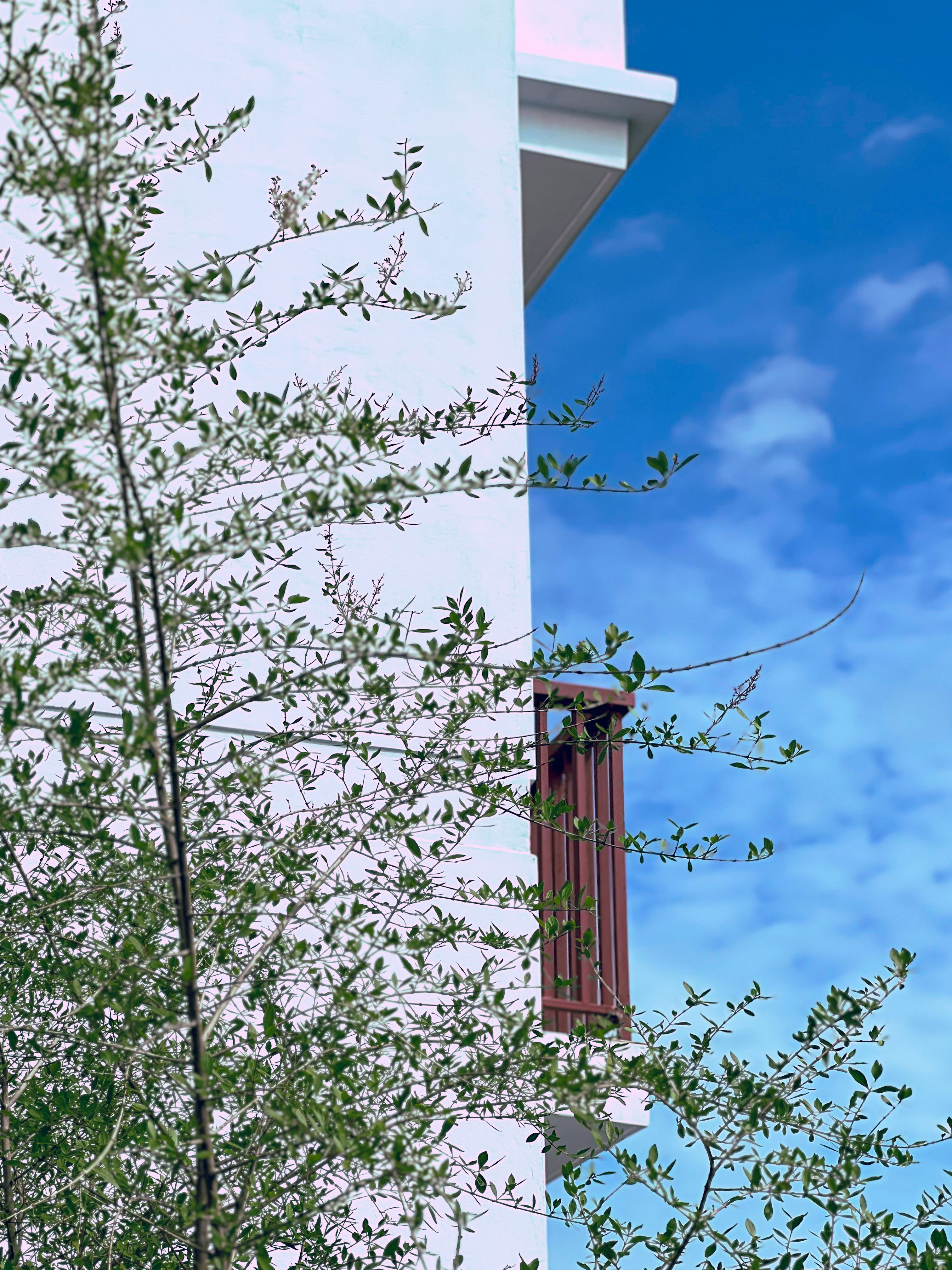 Facade Framed by Spring Branches Under a Bright Blue Sky