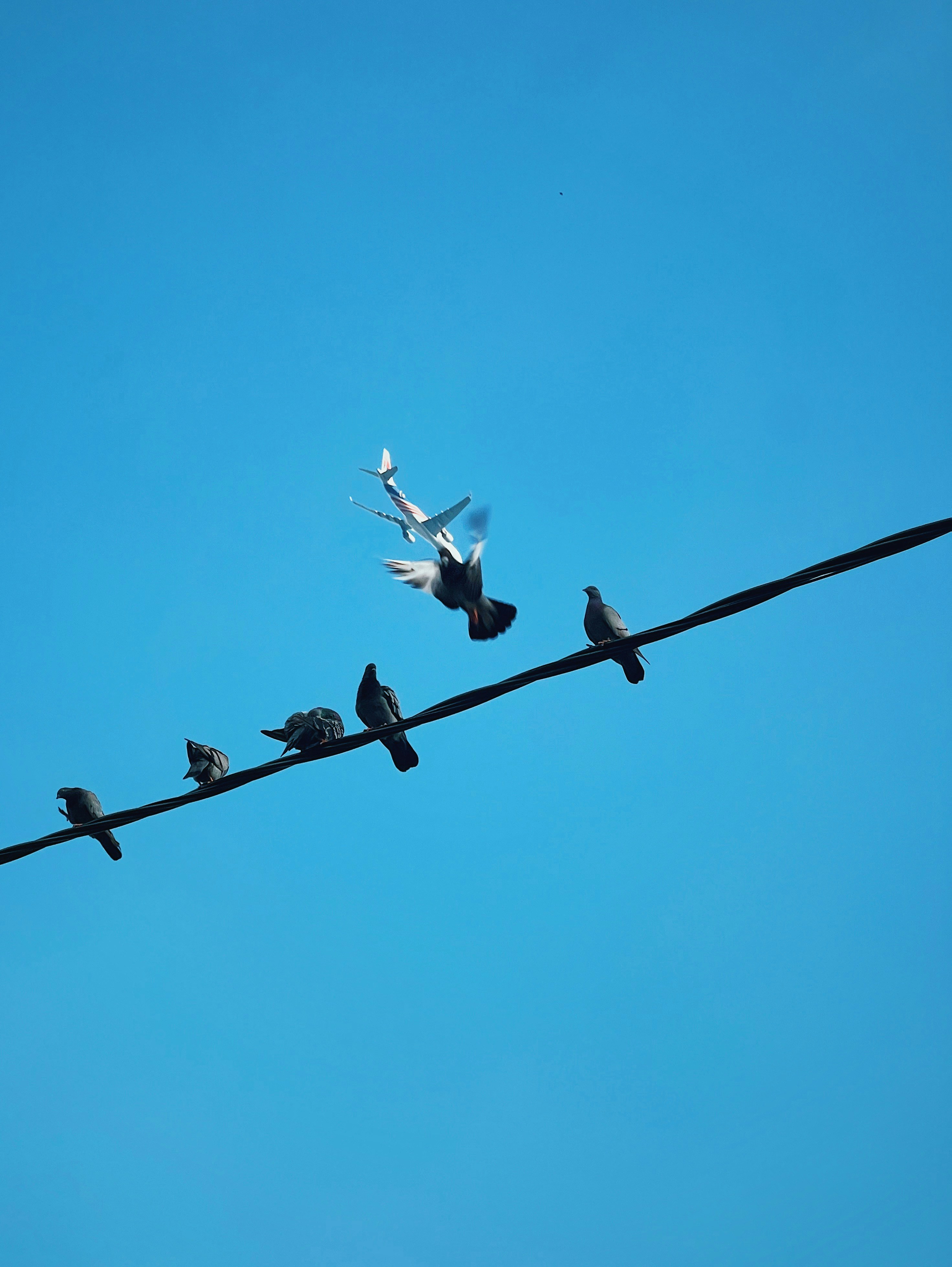 Takeoff on a Wirescape: A bird breaks free among perched sparrows under a cobalt sky