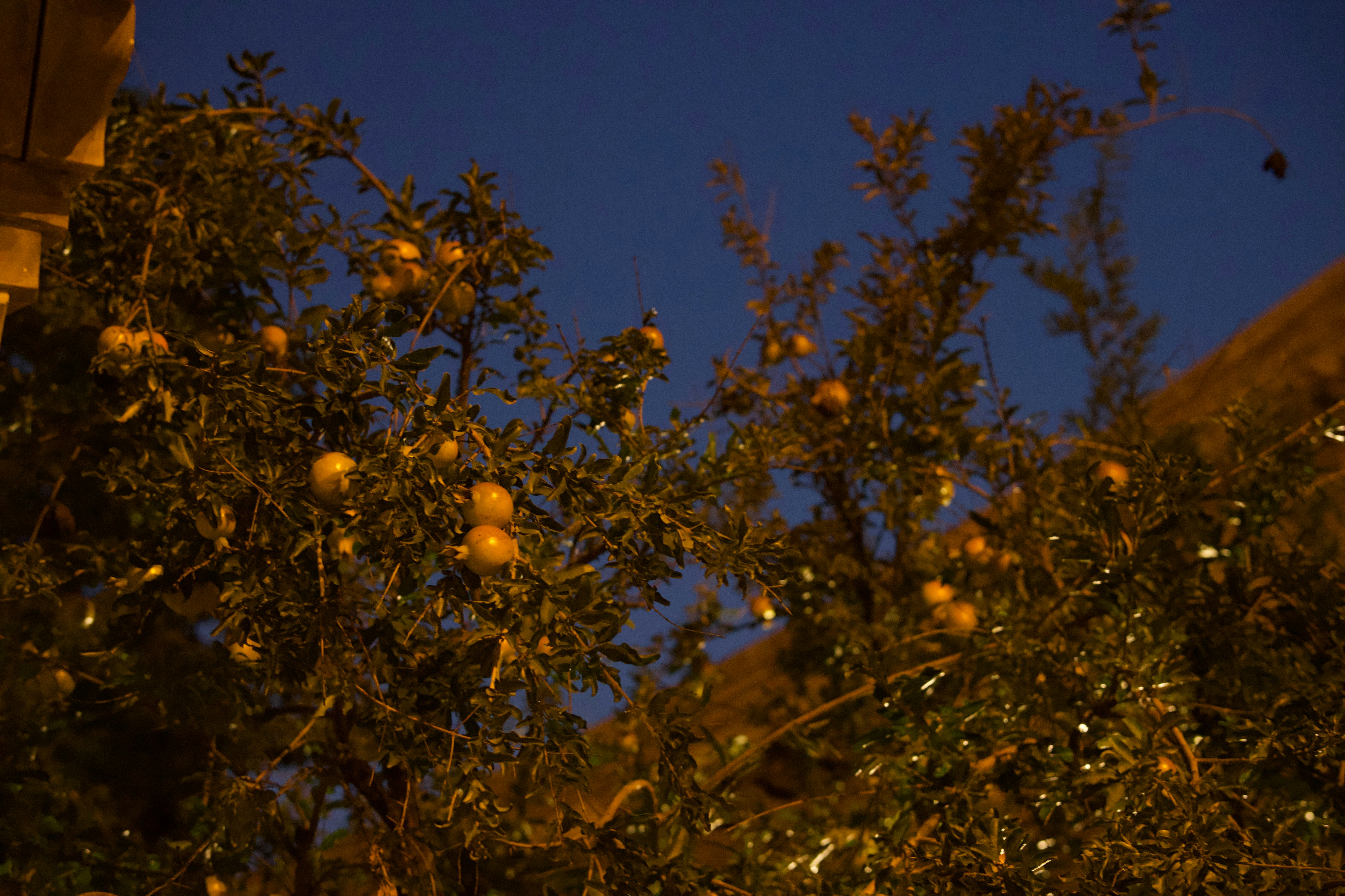 Night Orchard Glow: Dappled Citrus Under Warm Streetlight