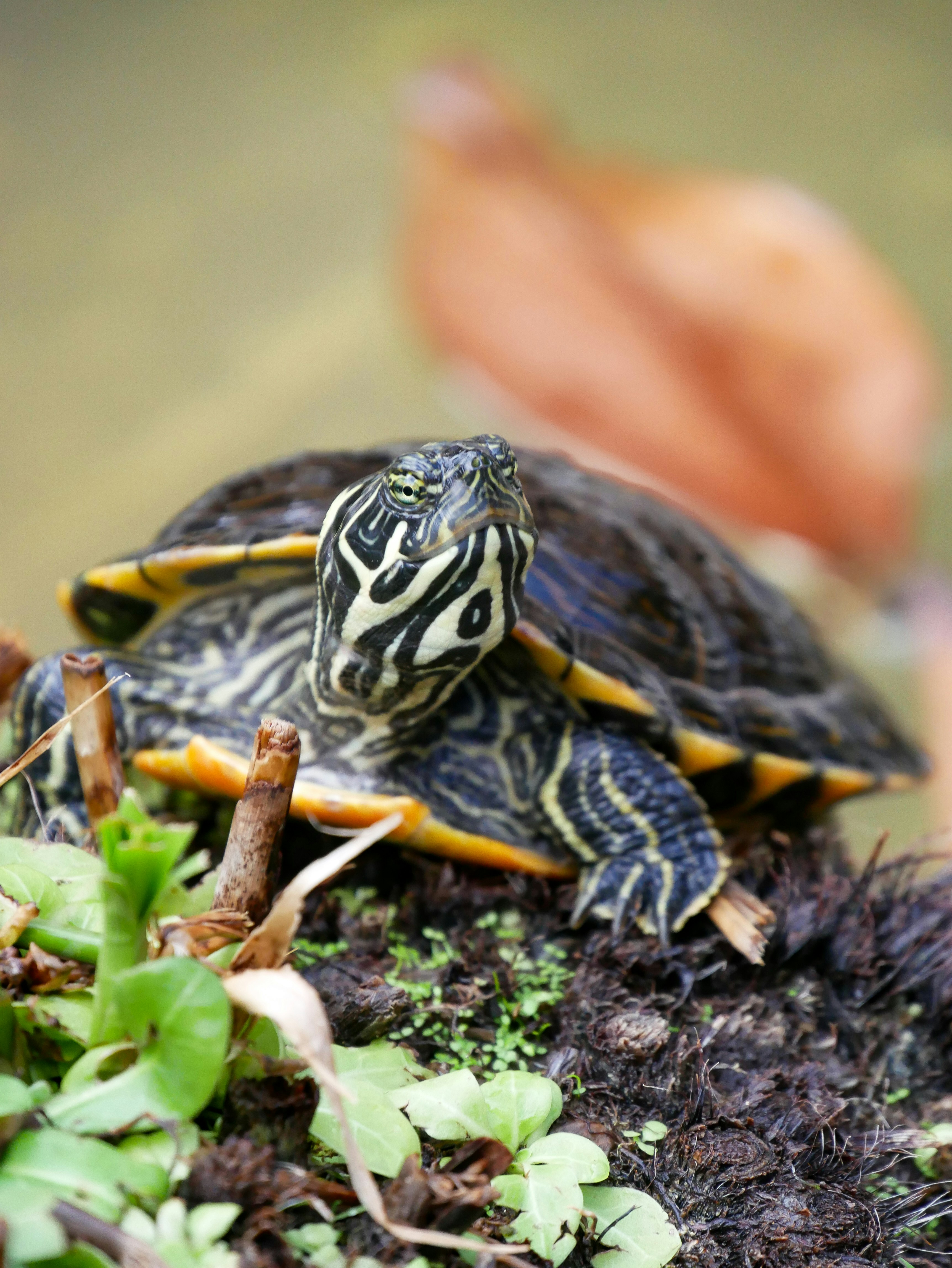 A couple of turtles sitting on top of a plant photo – Free Animal Image ...