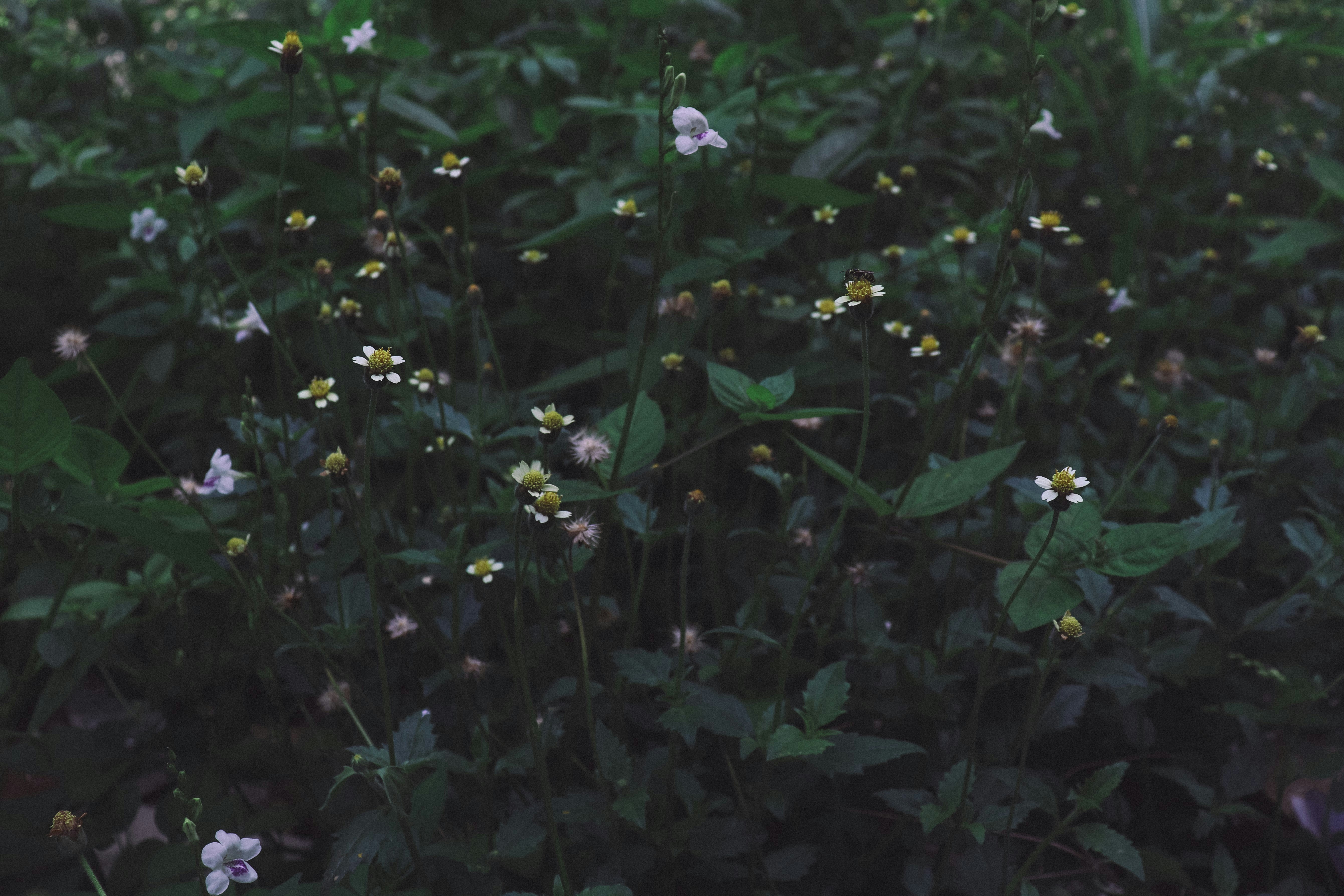 Delicate wildflowers bloom amidst lush greenery in a shaded woodland setting.