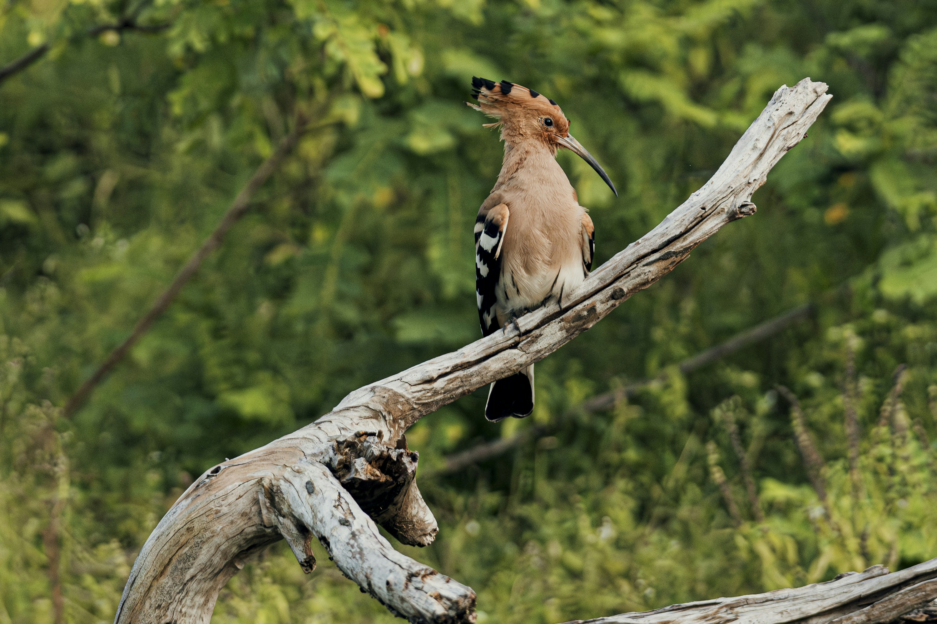 A bird sitting on top of a tree branch photo – Free Animal Image on ...