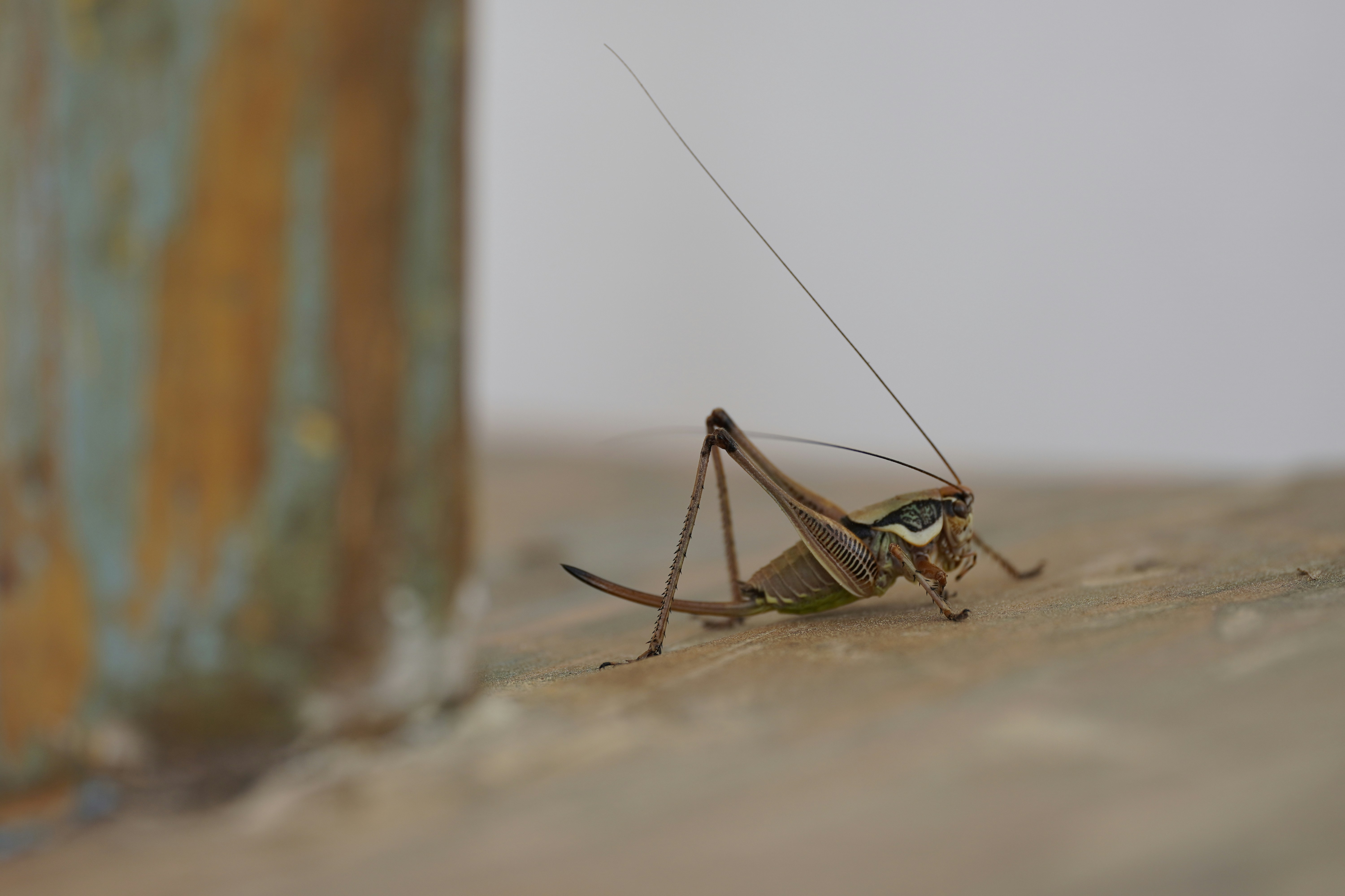Praying Mantis on a Weathered Pier: Lone Scout Amid Rust and Sand