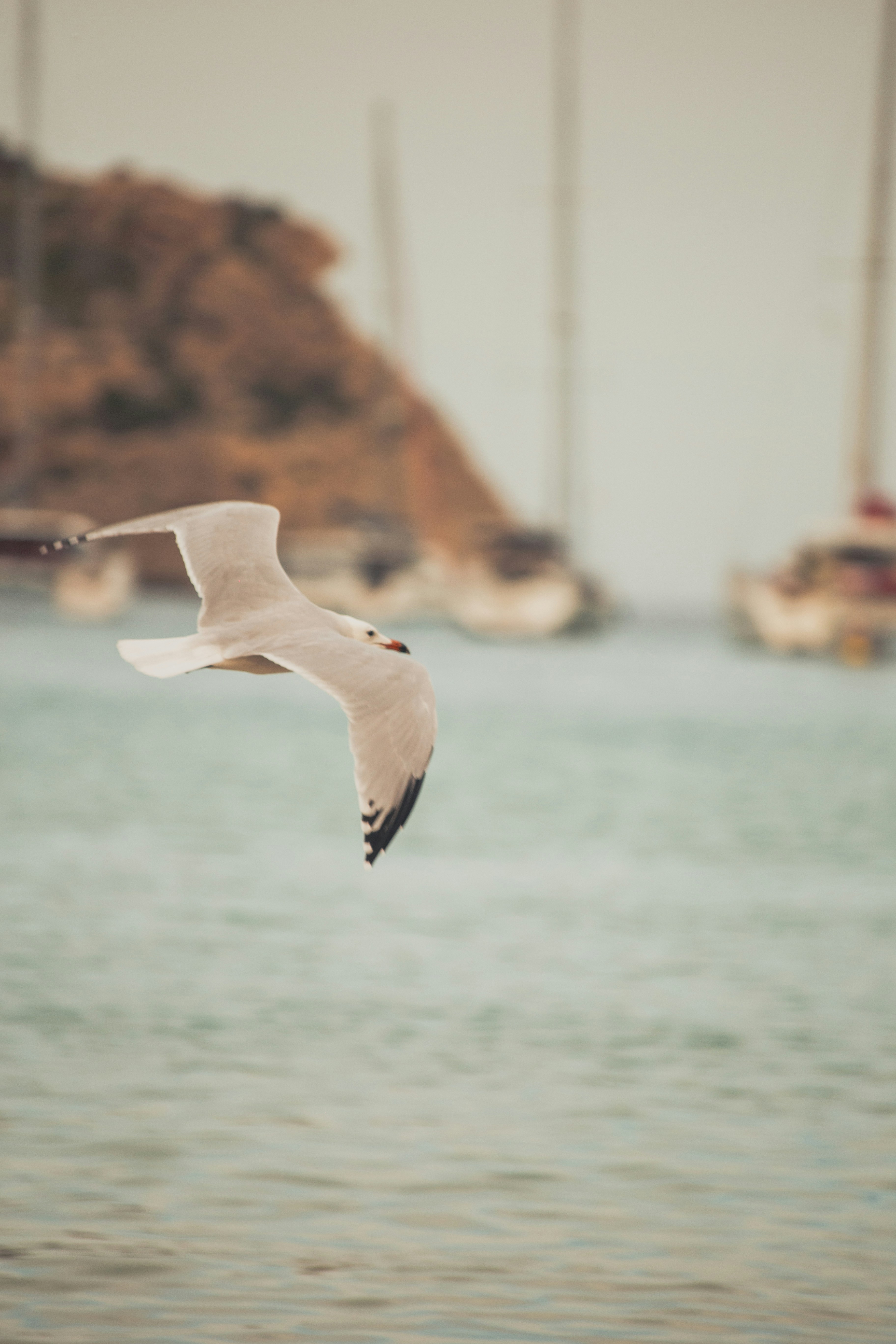 Wingbeat over the Quiet Marina: A Seagull in Soft Harbor Light